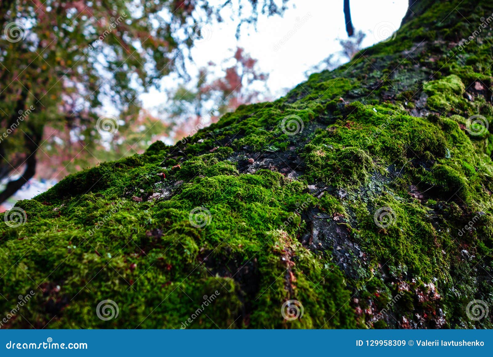 Wood Texture with Wet Moss on it Stock Image - Image of landscape, rain ...