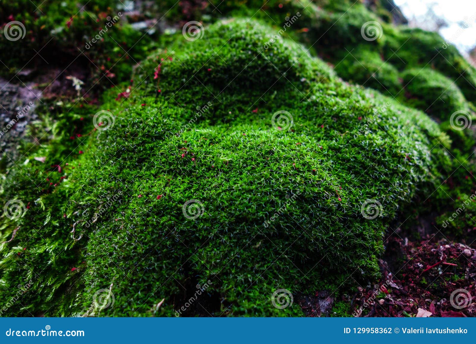 Wood Texture with Wet Moss on it Stock Photo - Image of forest, roots ...