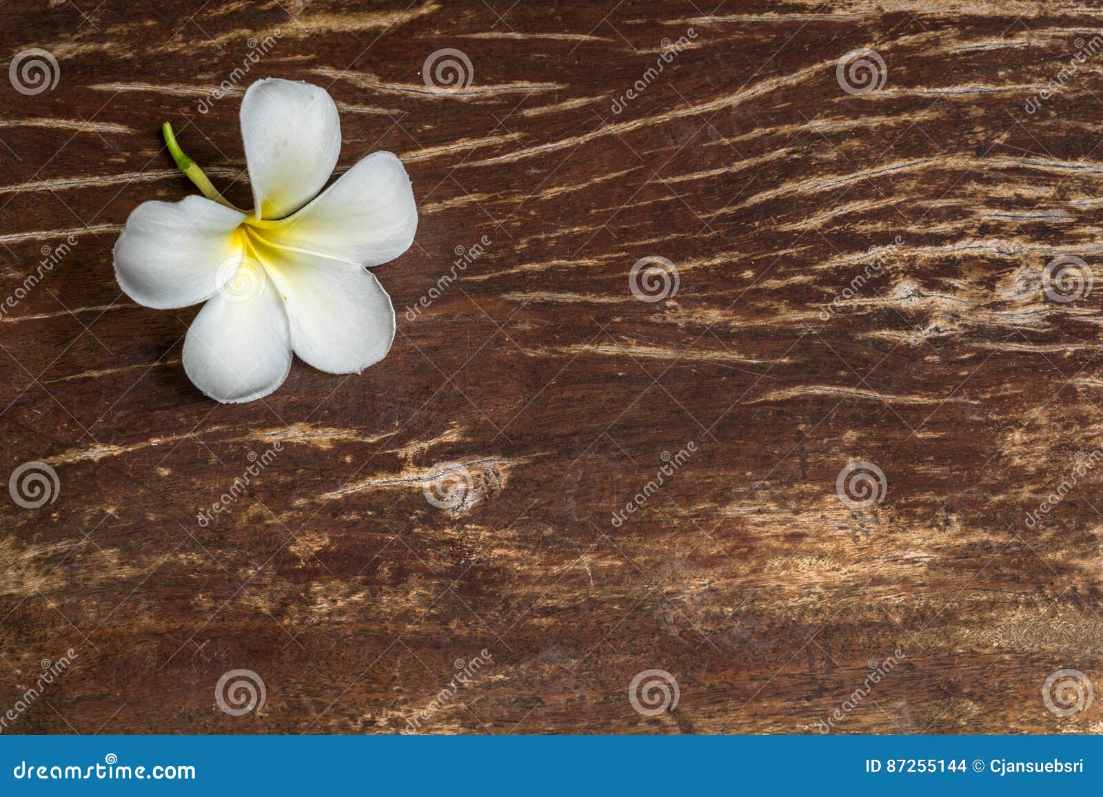 Wood Texture with White Flower Stock Photo - Image of grain, brown ...