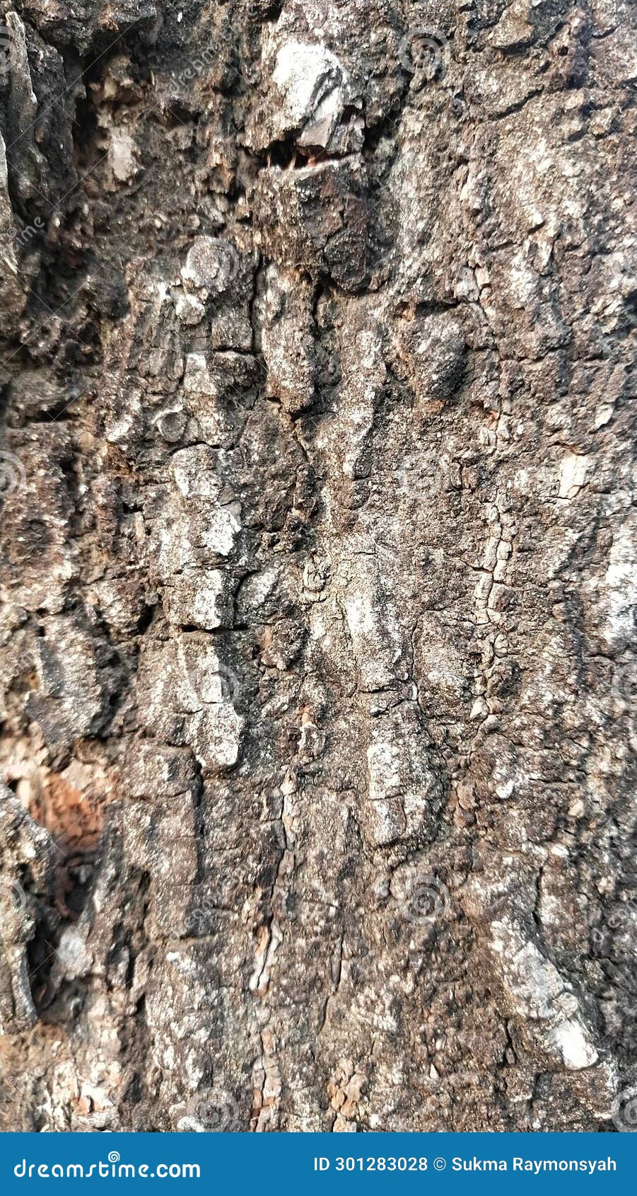 Wood Textured Background Natural Big Tree Stock Photo - Image of ...