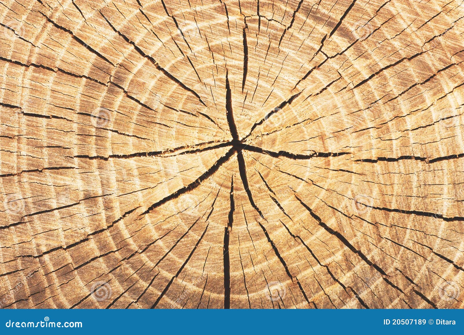 Wood Textured Background Rings Stock Image - Image of logs, rough: 20507189