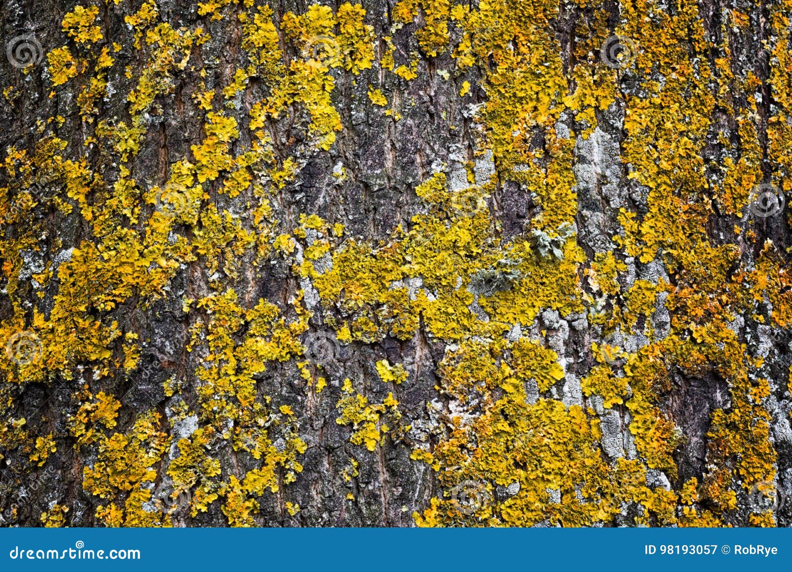 Wood Textured Background with Yellow Moss Texture Stock Image - Image ...