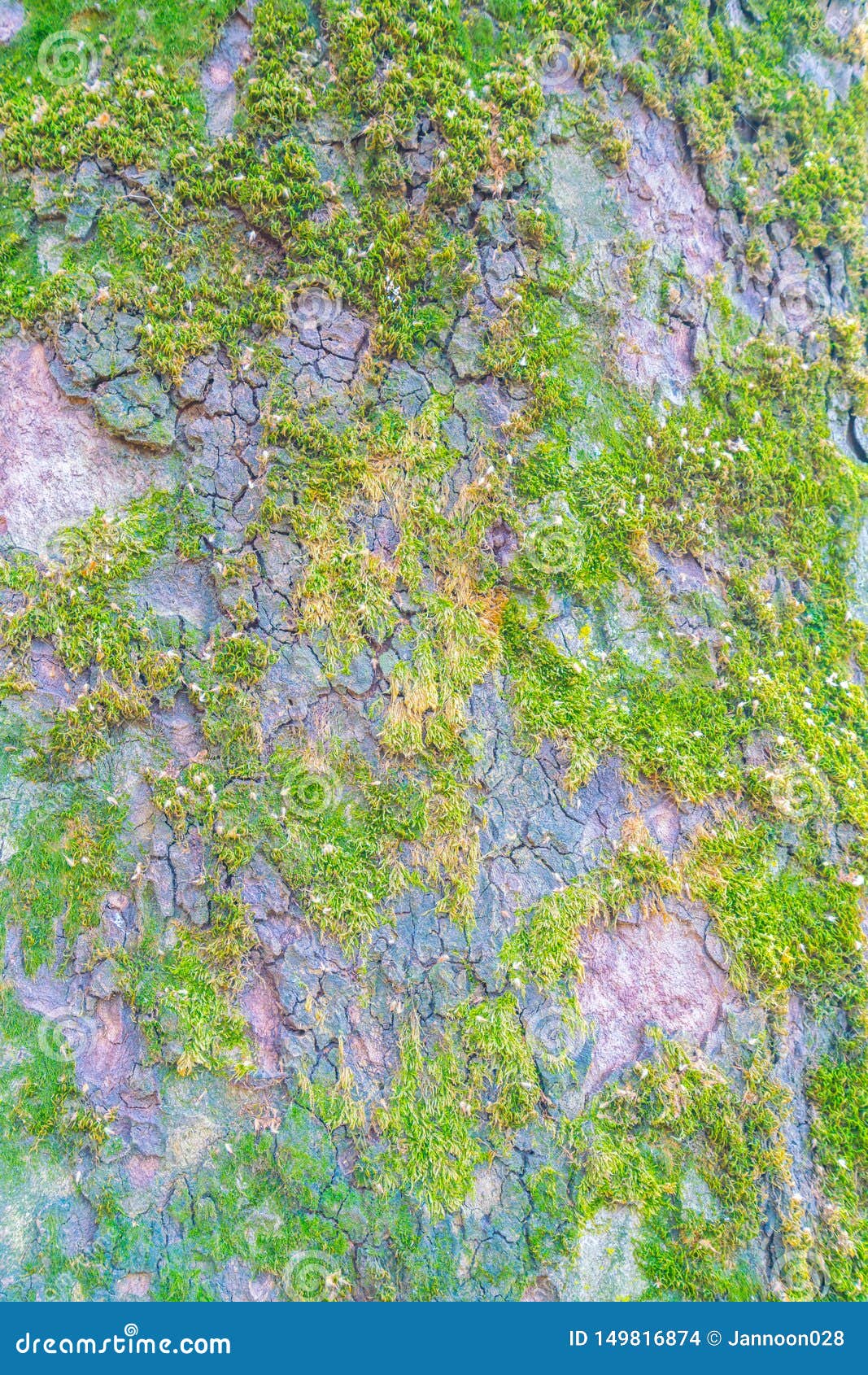 Wood Textured with Green Moss Stock Photo - Image of wood, moss: 149816874
