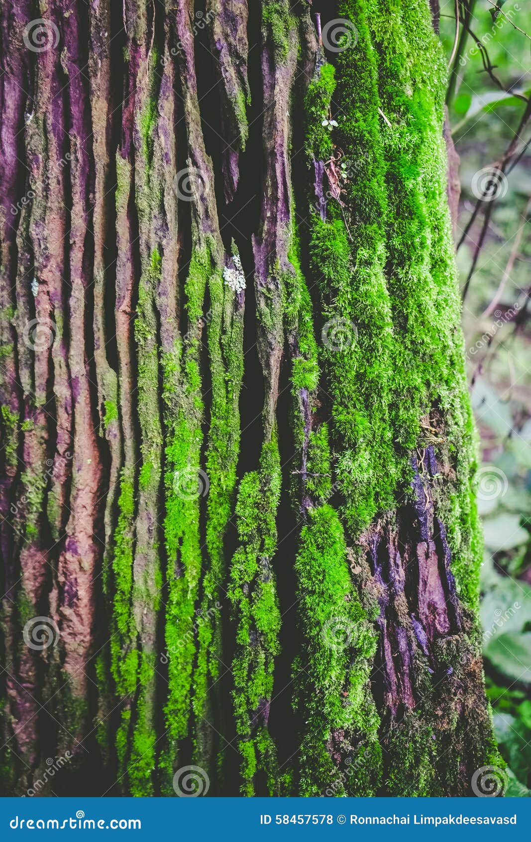 Wood Textured with Green Moss Stock Photo - Image of close, nature ...