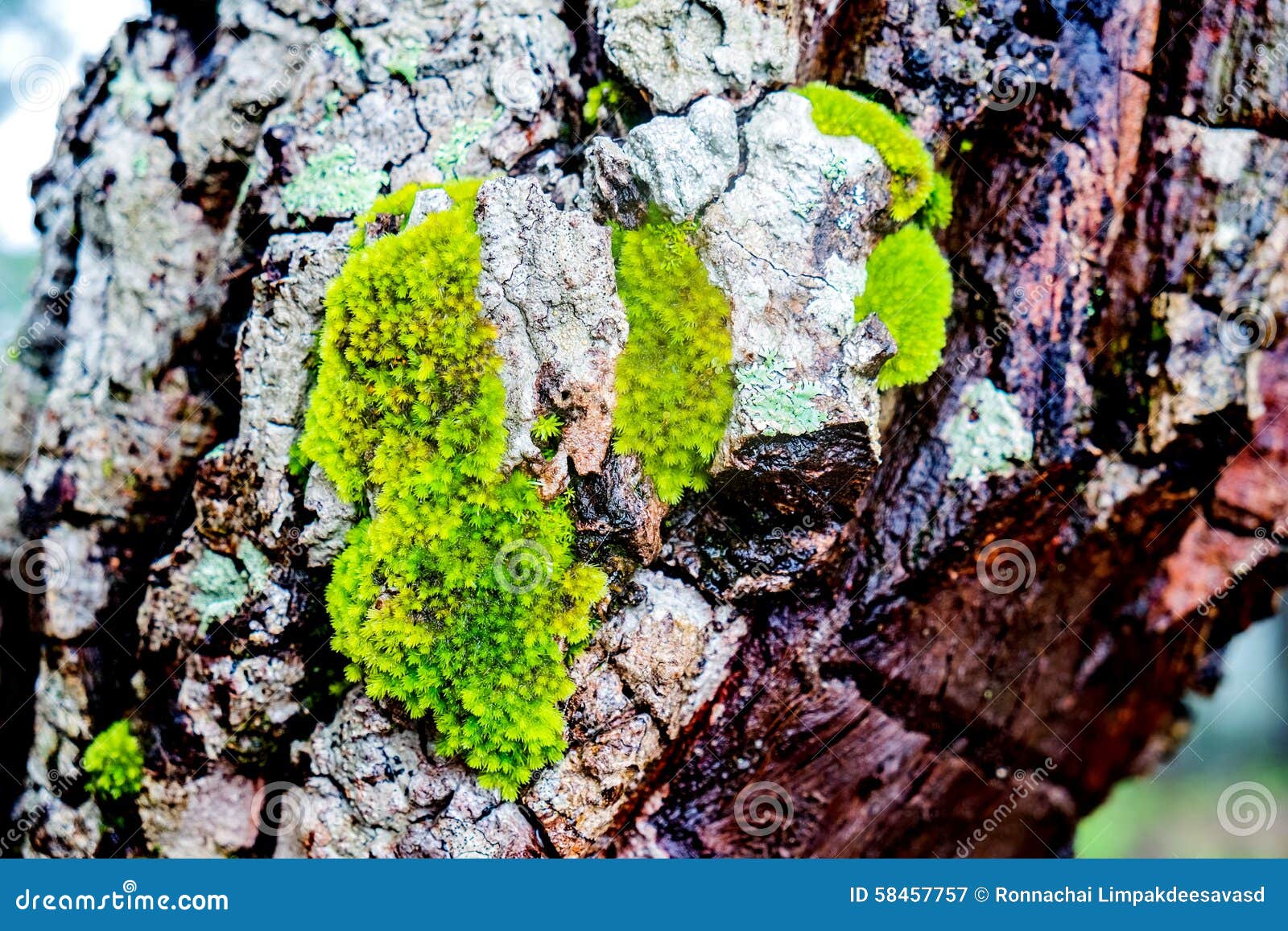 Wood Textured with Green Moss Stock Image - Image of environment ...