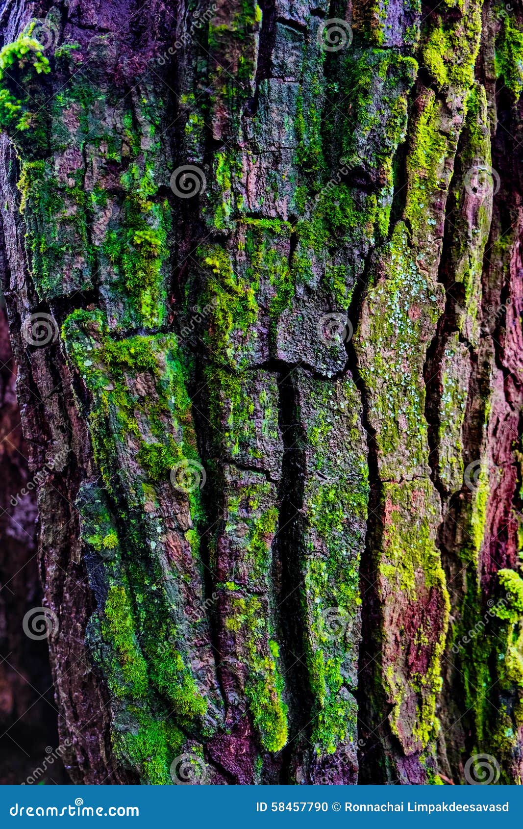 Wood Textured with Green Moss Stock Photo - Image of forest, plants ...