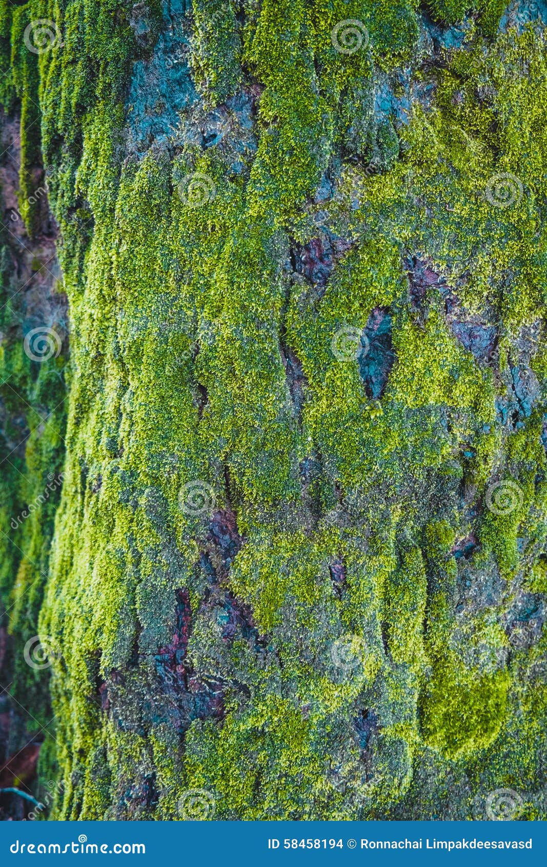 Wood Textured with Green Moss Stock Photo - Image of pattern, area ...