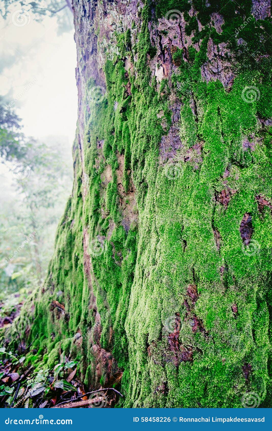 Wood Textured with Green Moss Stock Photo - Image of natural, rough ...