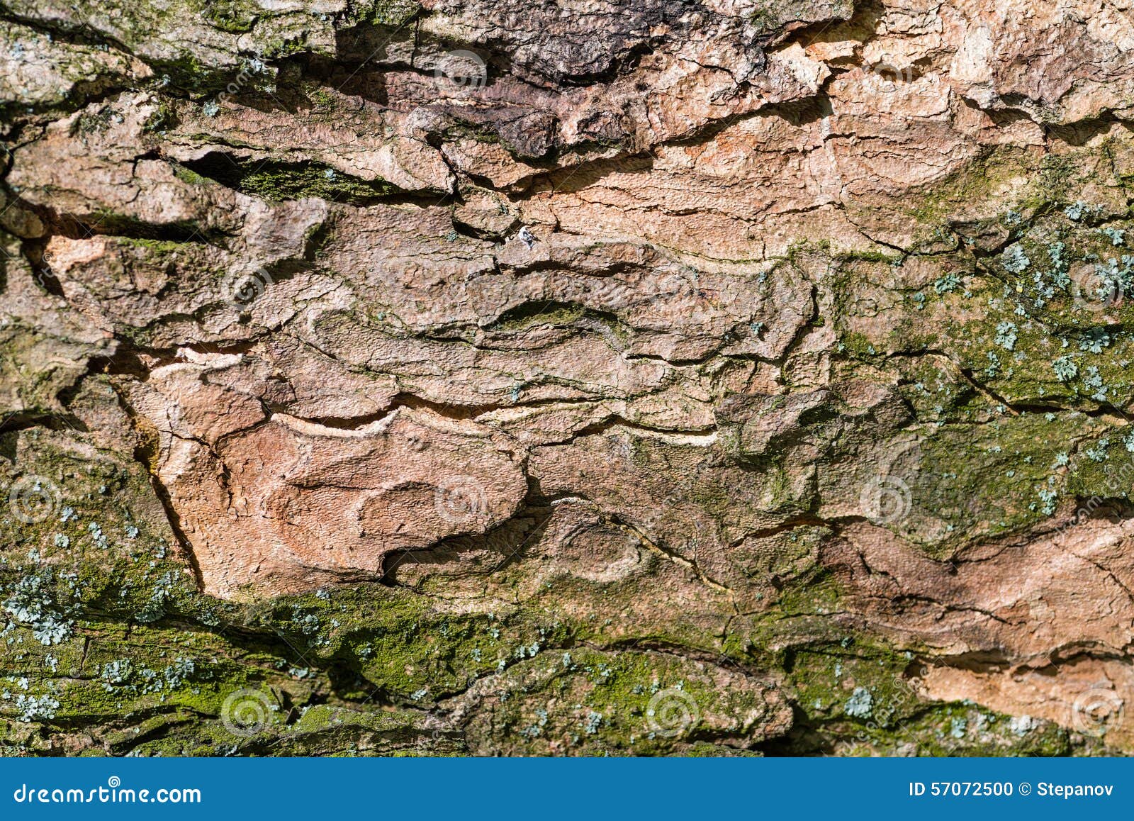 Wood Textured with Green Moss Stock Photo - Image of growing, abstract ...