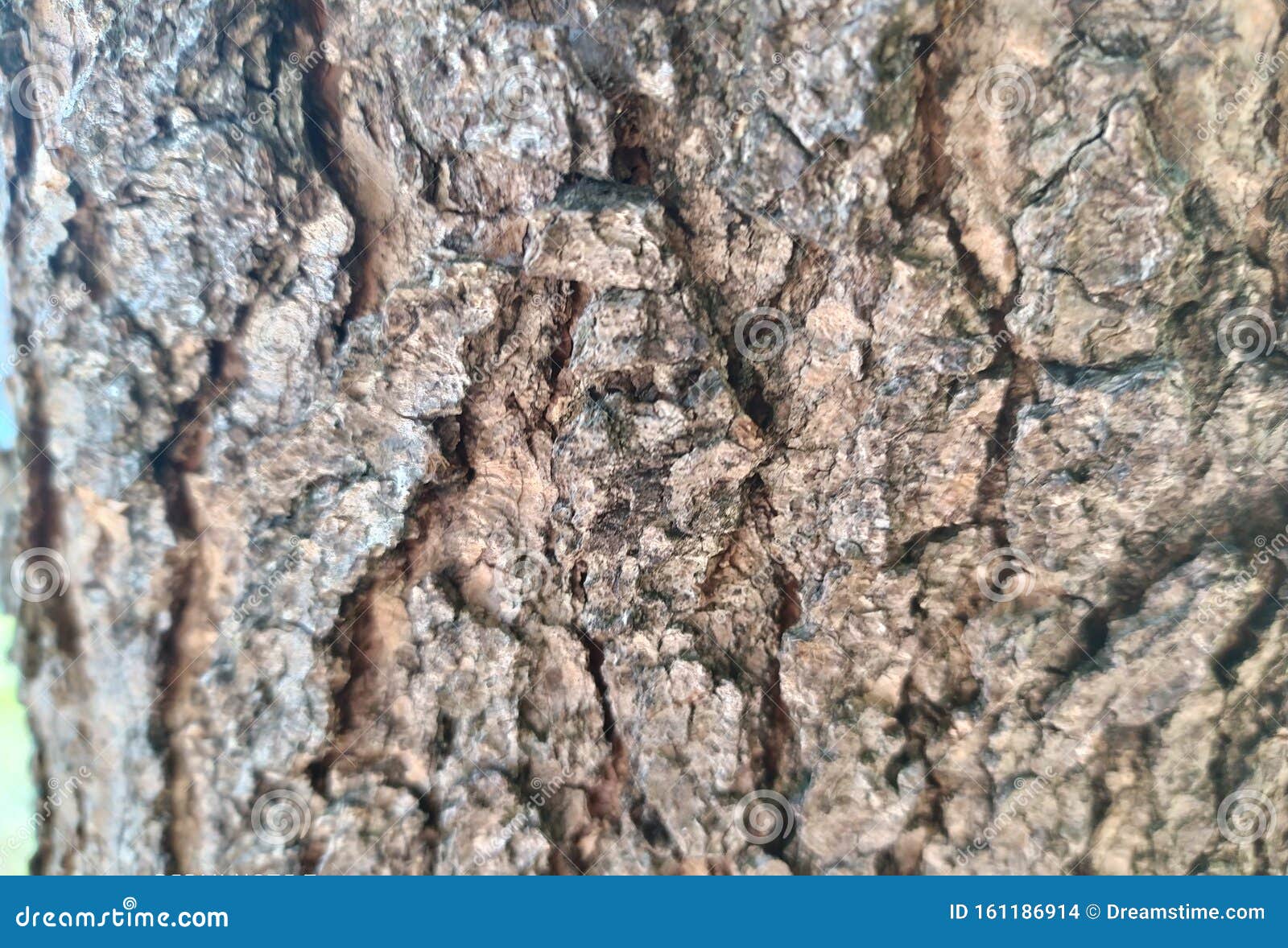 Wood Textures stock photo. Image of wood, good, textures - 161186914