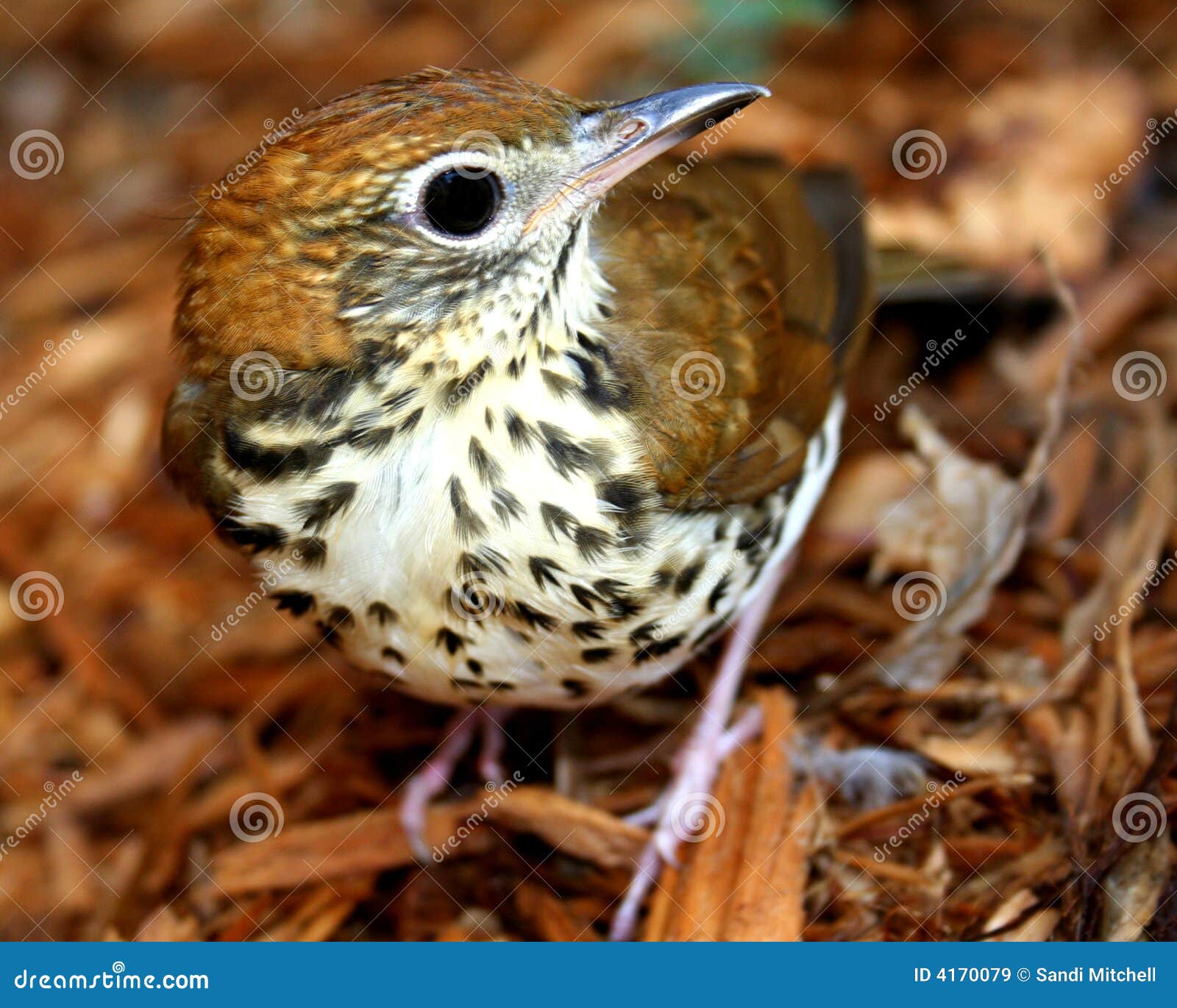 Wood Thrush stock image. Image of wings, beak, winged - 4170079