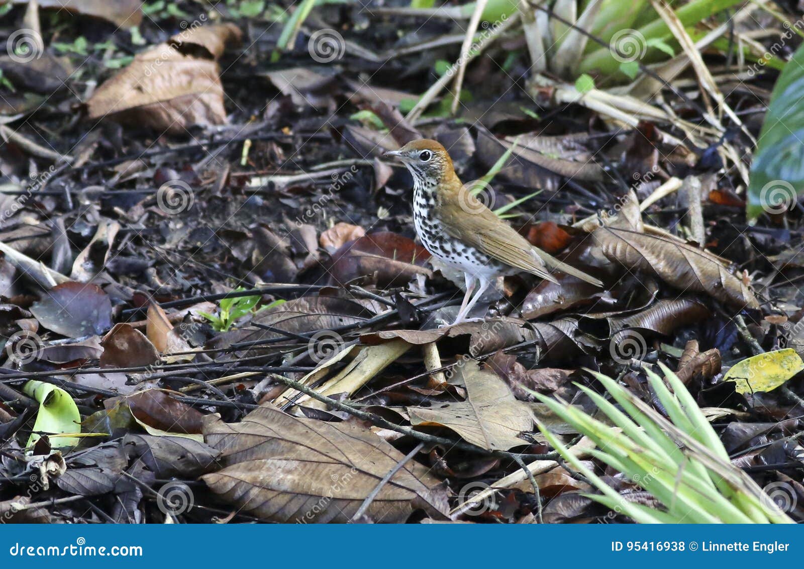 Wood Thrush Hylocichla Mustelina Stock Photo - Image of central, nature ...