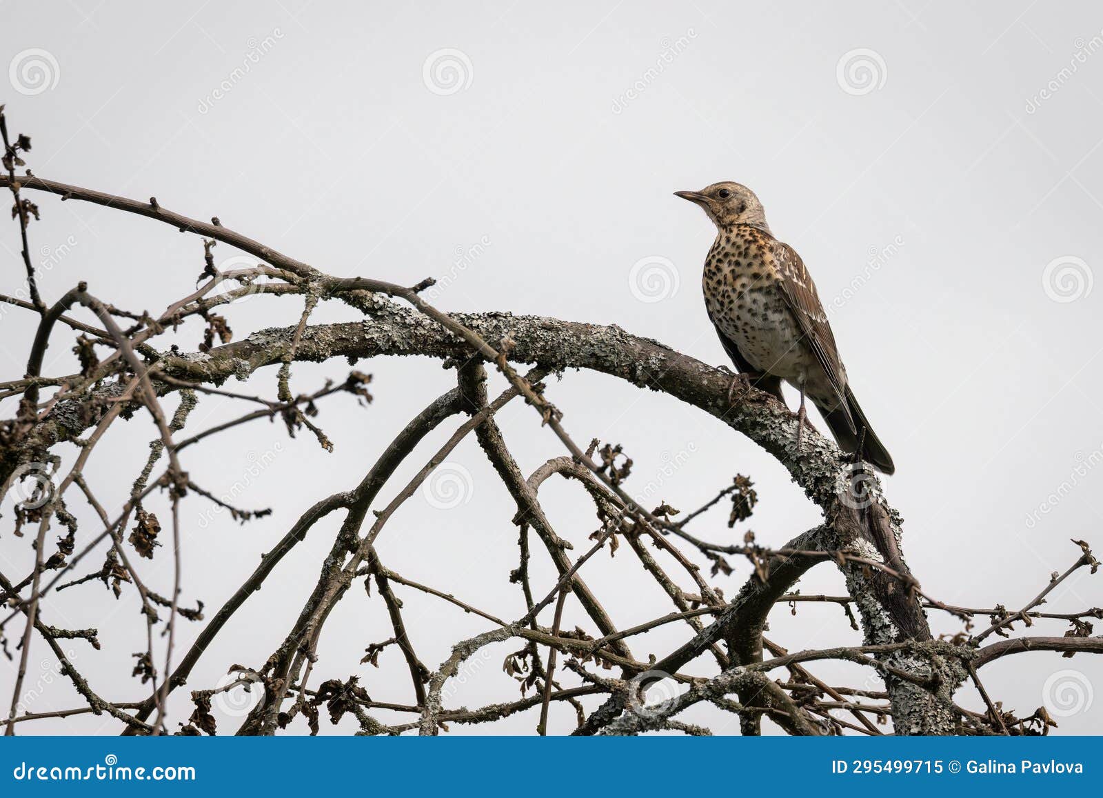 A Wood Thrush Sitting on a Tree Branch is a Mountain Ash. Stock Image ...