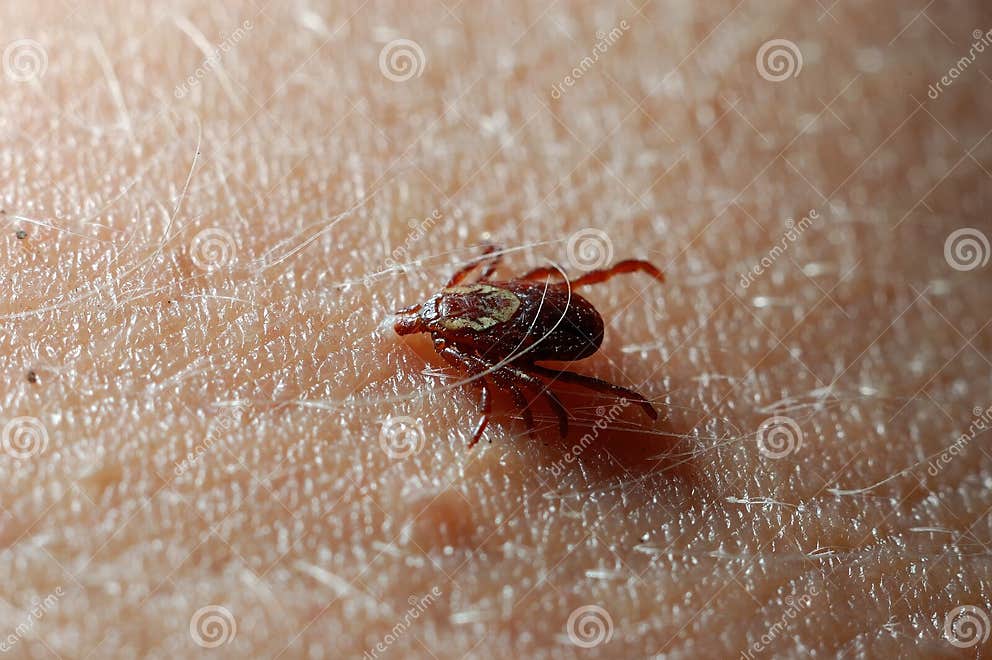 Wood Tick stock image. Image of disease, summer, wood - 2562389