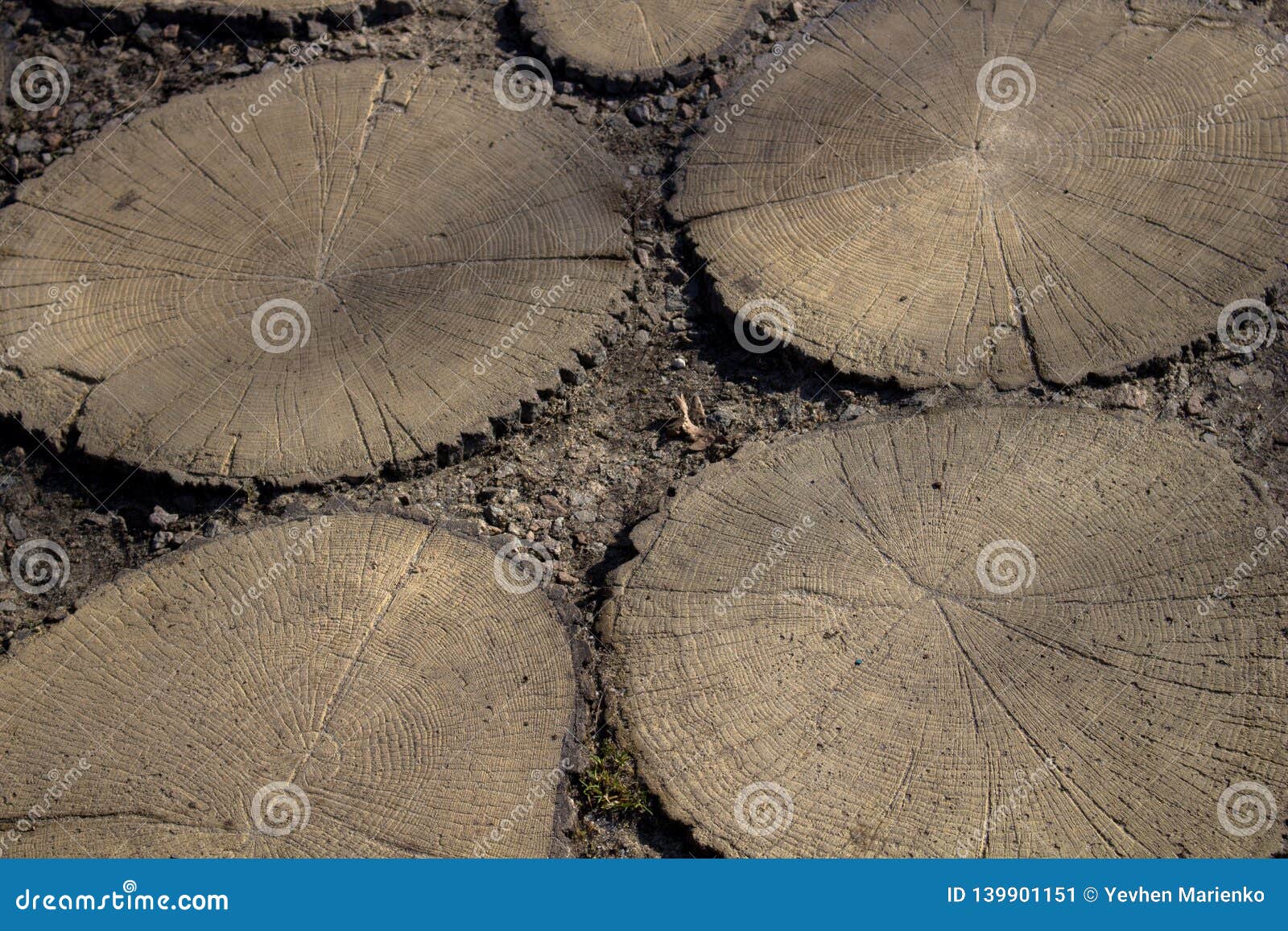 Wood Tile. Cross Section of the Tree. Hemp. Pattern Texture. Background ...