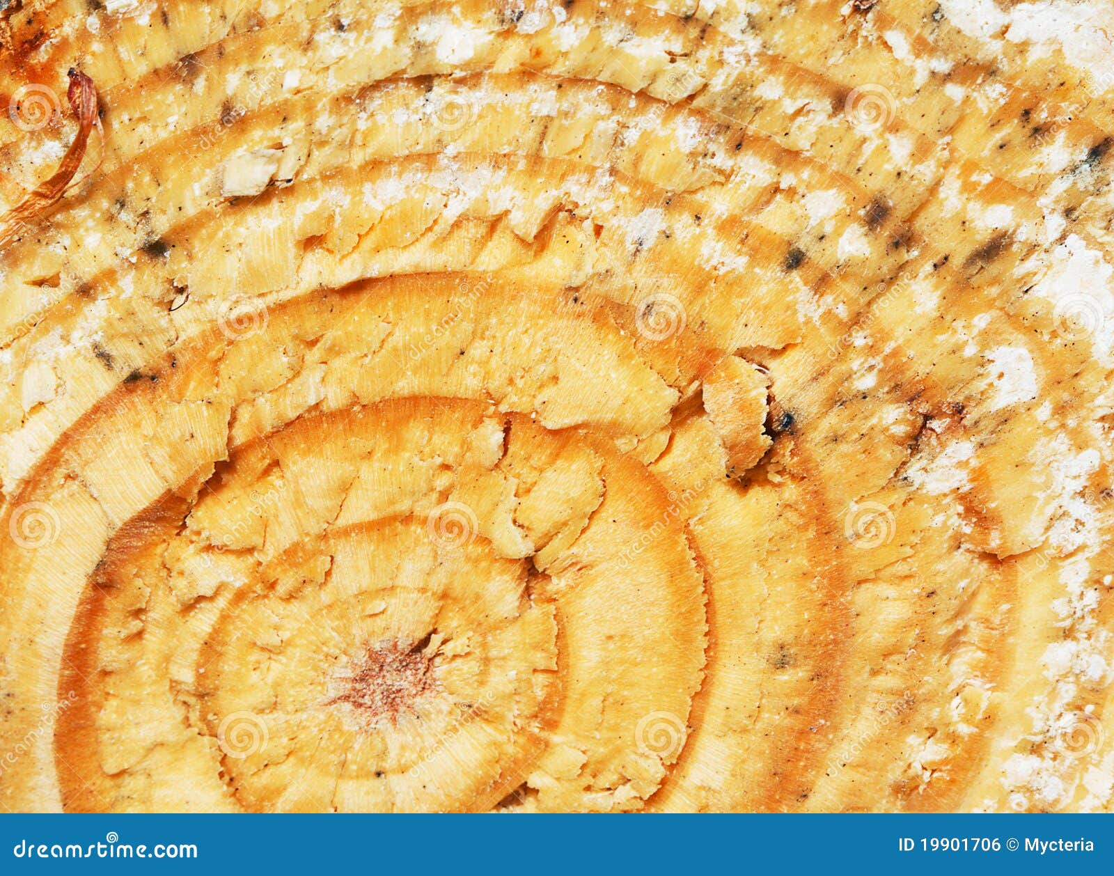 Wood timber background stock photo. Image of fiber, circle - 19901706