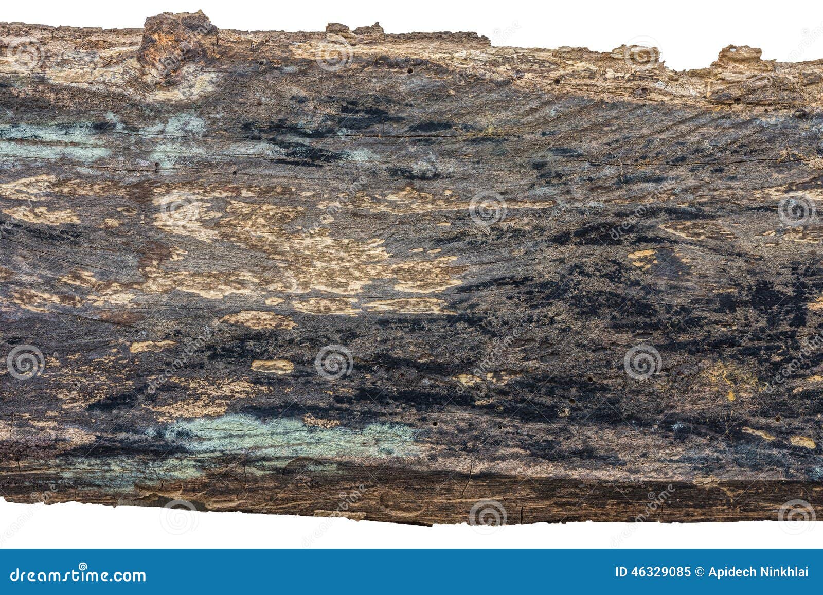 Wood Timber Decay Isolated on White Background Stock Image - Image of ...