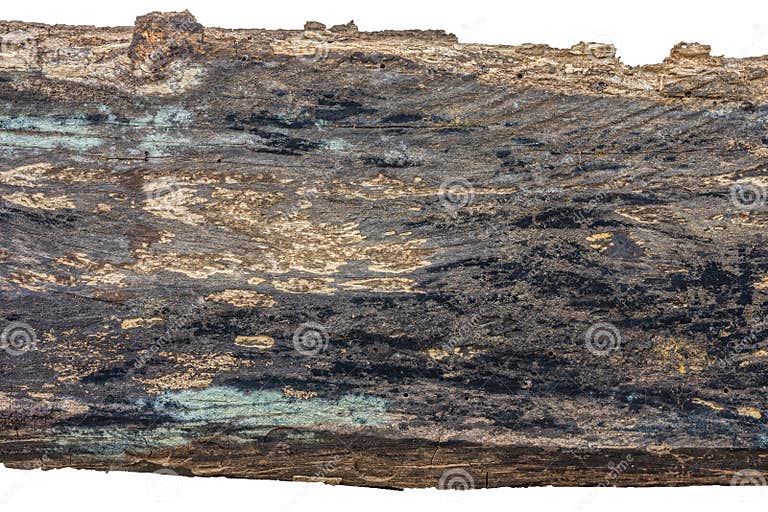 Wood Timber Decay Isolated on White Background Stock Image - Image of ...