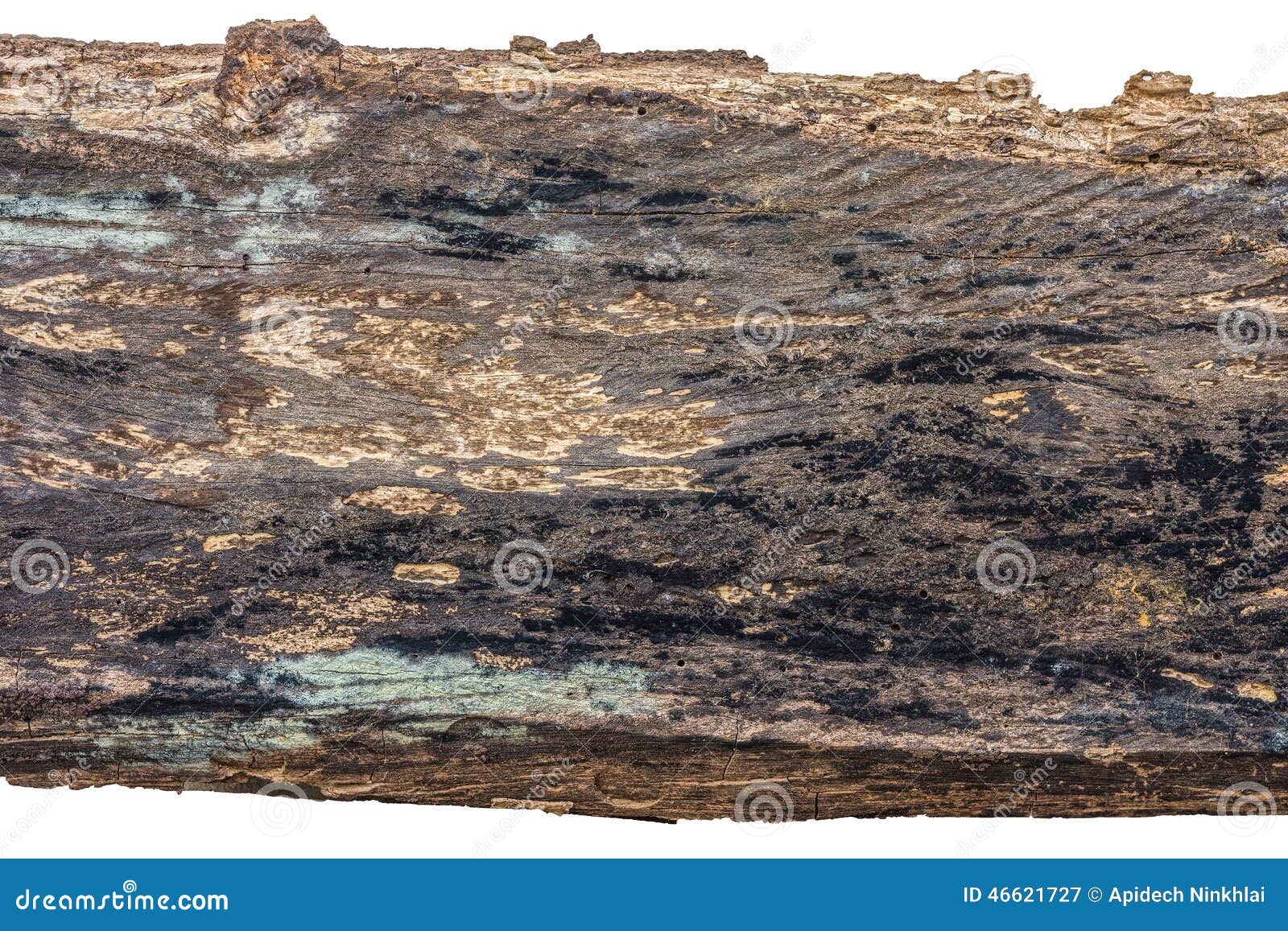 Wood Timber Decay Isolated on White Background Stock Image - Image of ...