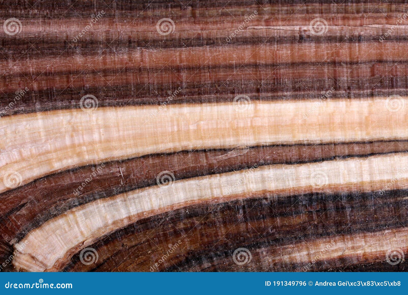 Wood Timber Tree Background Template Stock Photo - Image of floor ...