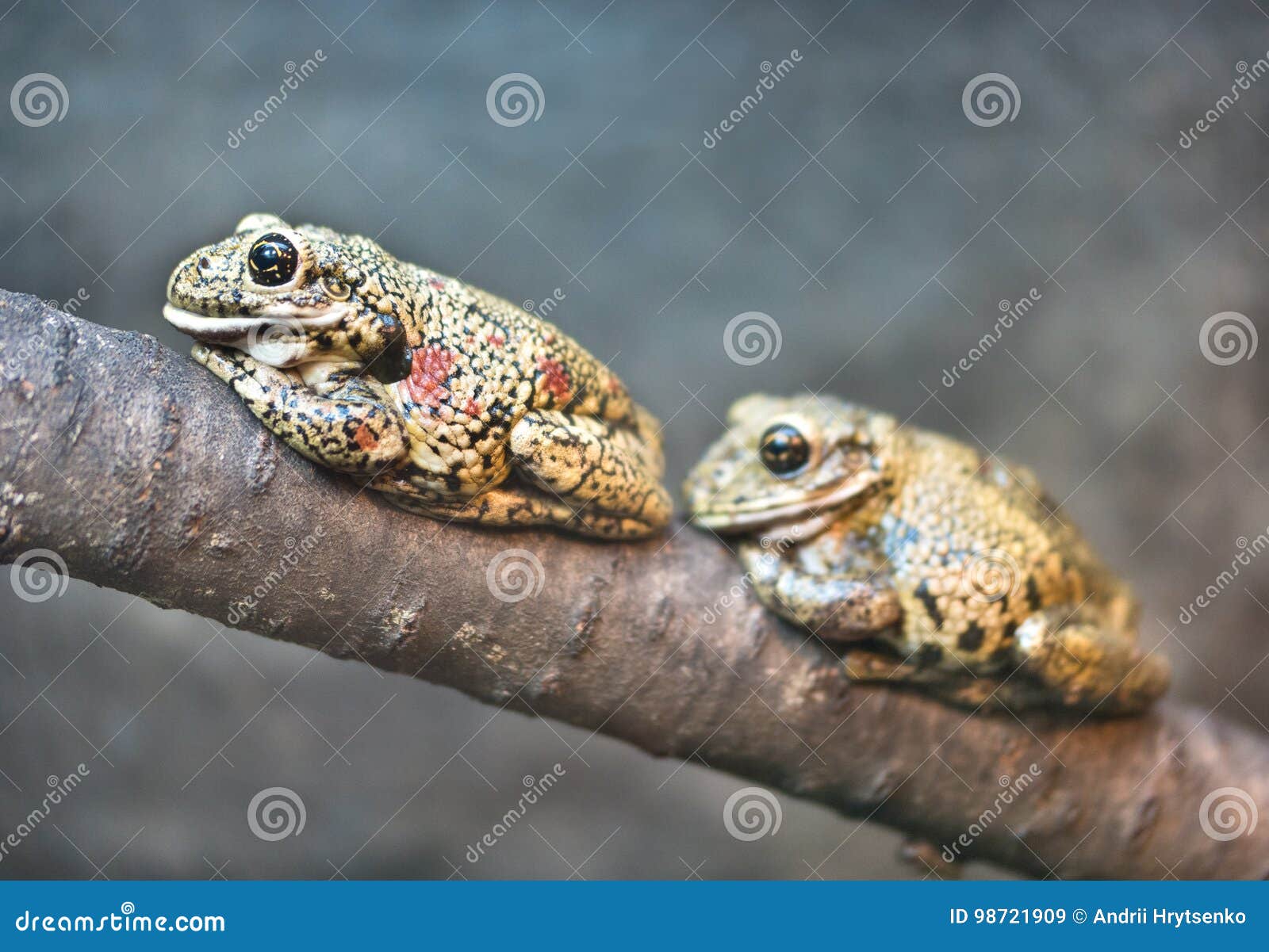 Wood toad stock image. Image of stick, face, amphibian - 98721909