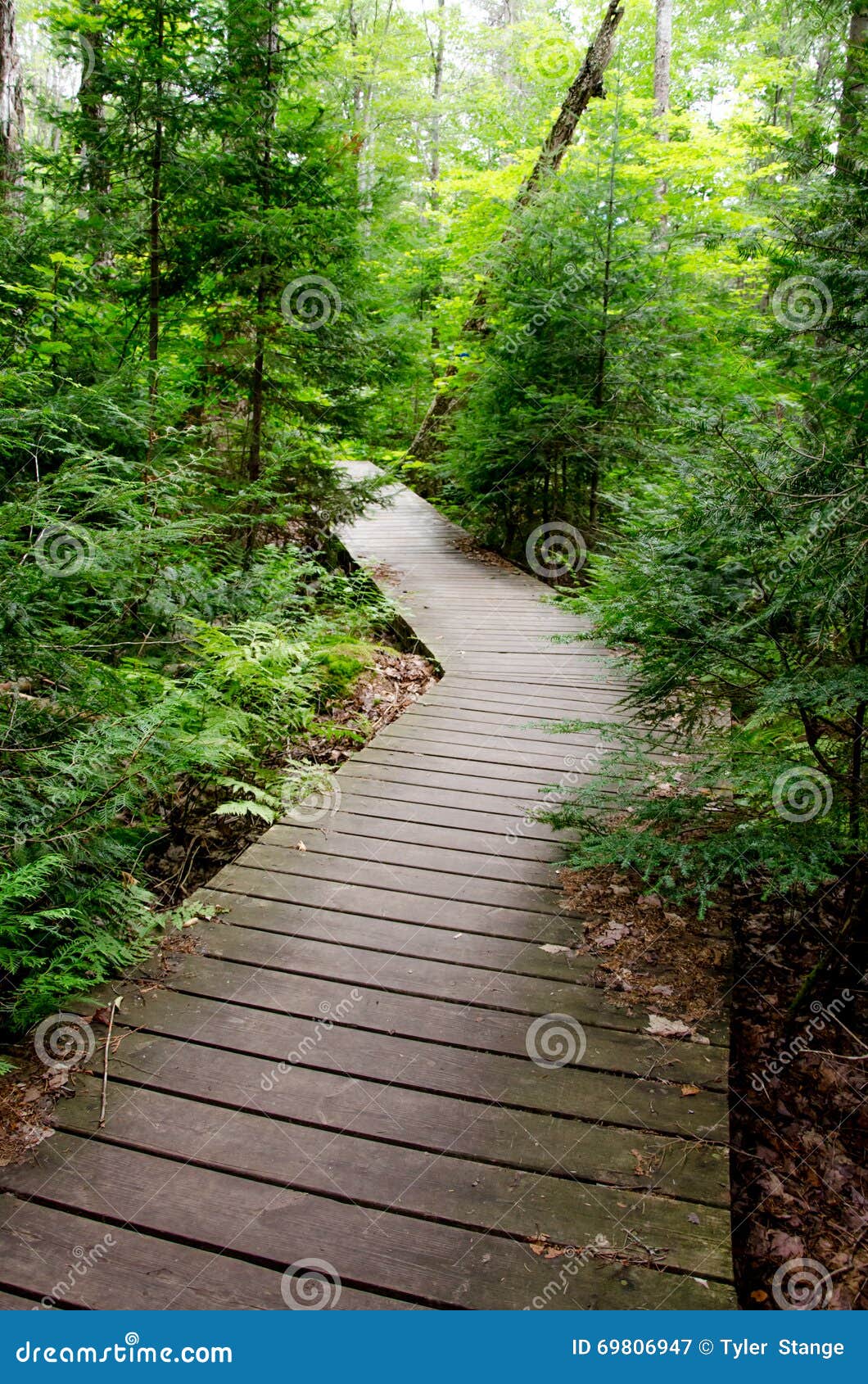 Wood Trail through a Thick Forest Stock Image - Image of camping ...