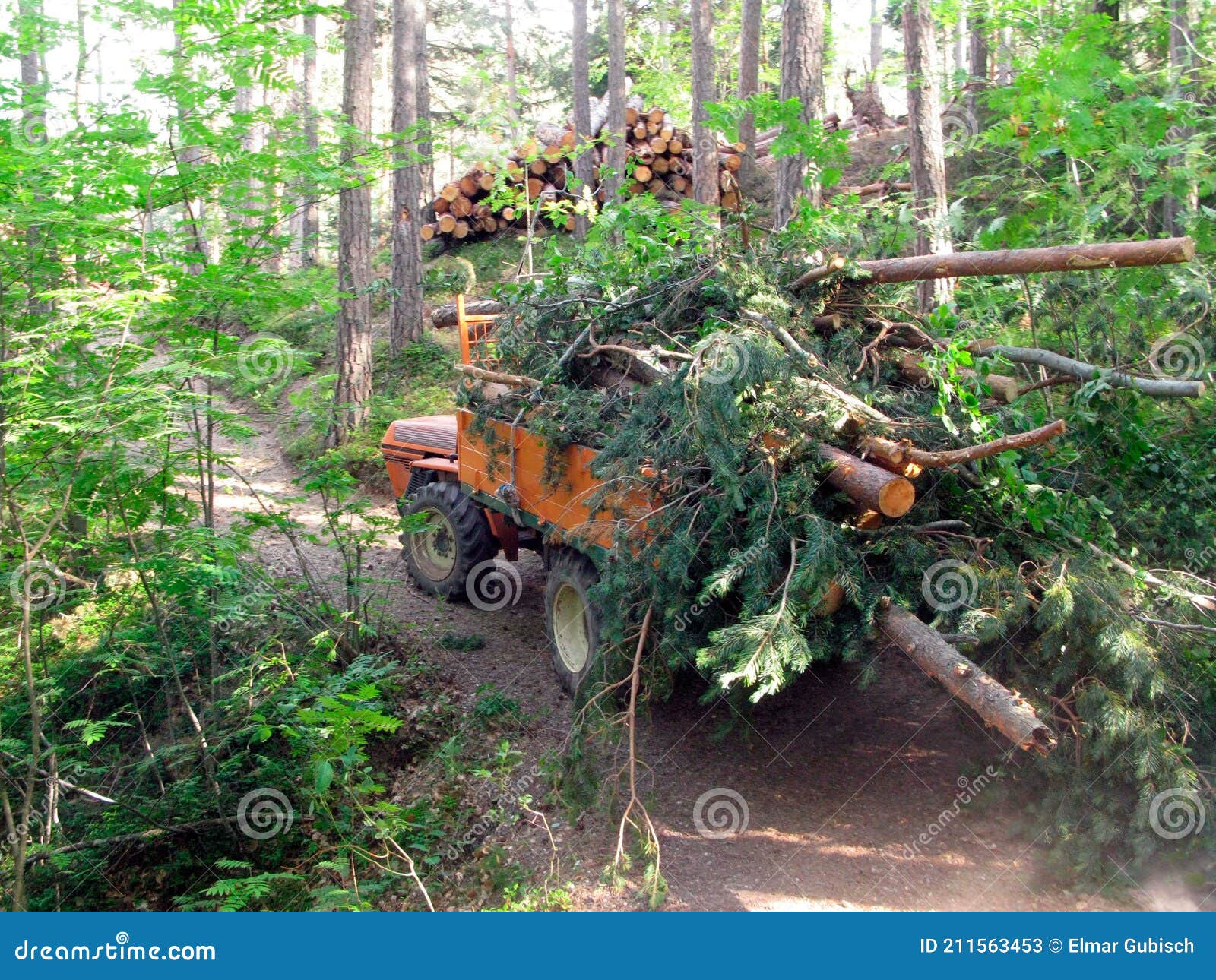 Wood Transport and Logistics in Forestry Stock Image - Image of logs ...