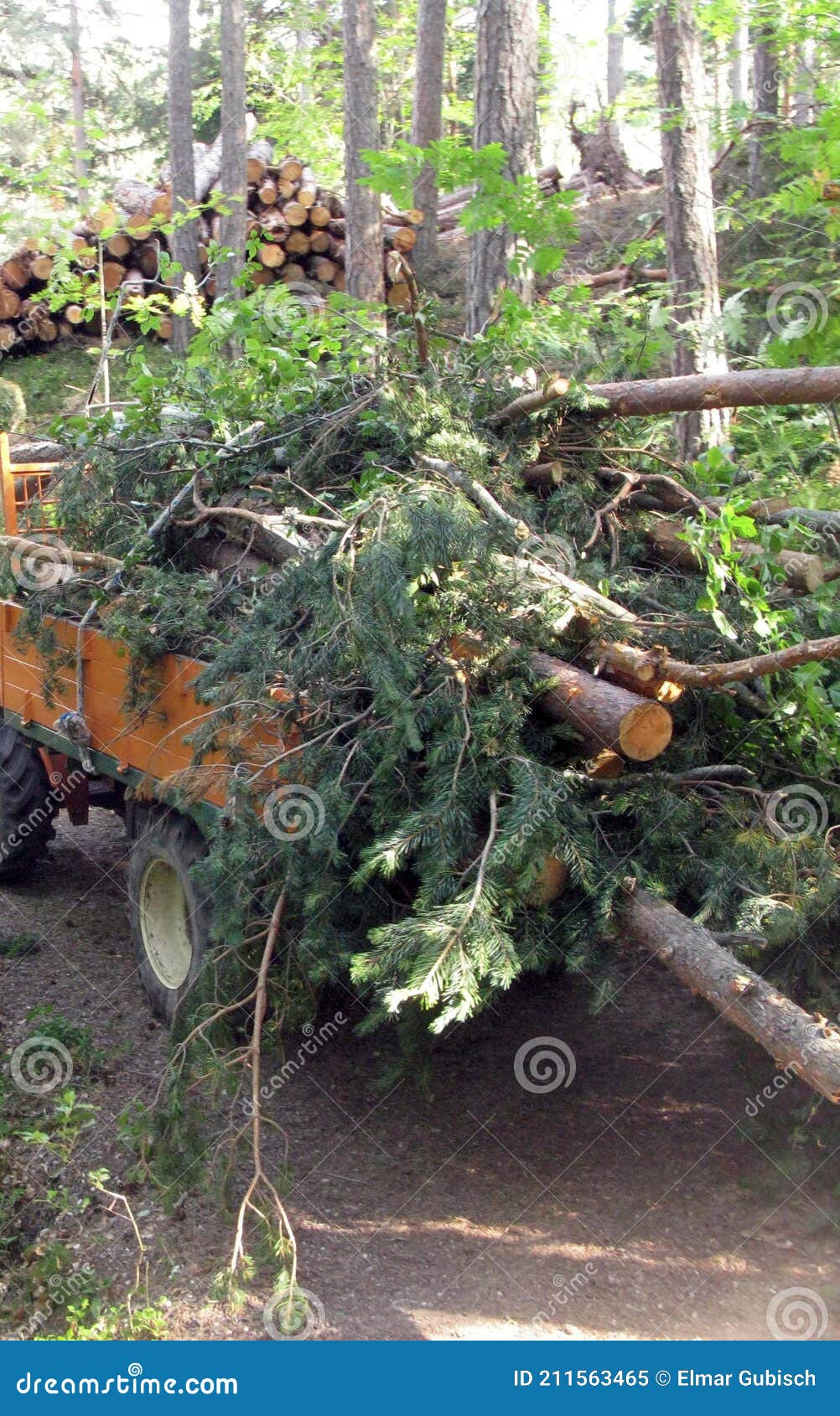 Wood Transport and Logistics in Forestry Stock Image - Image of logging ...