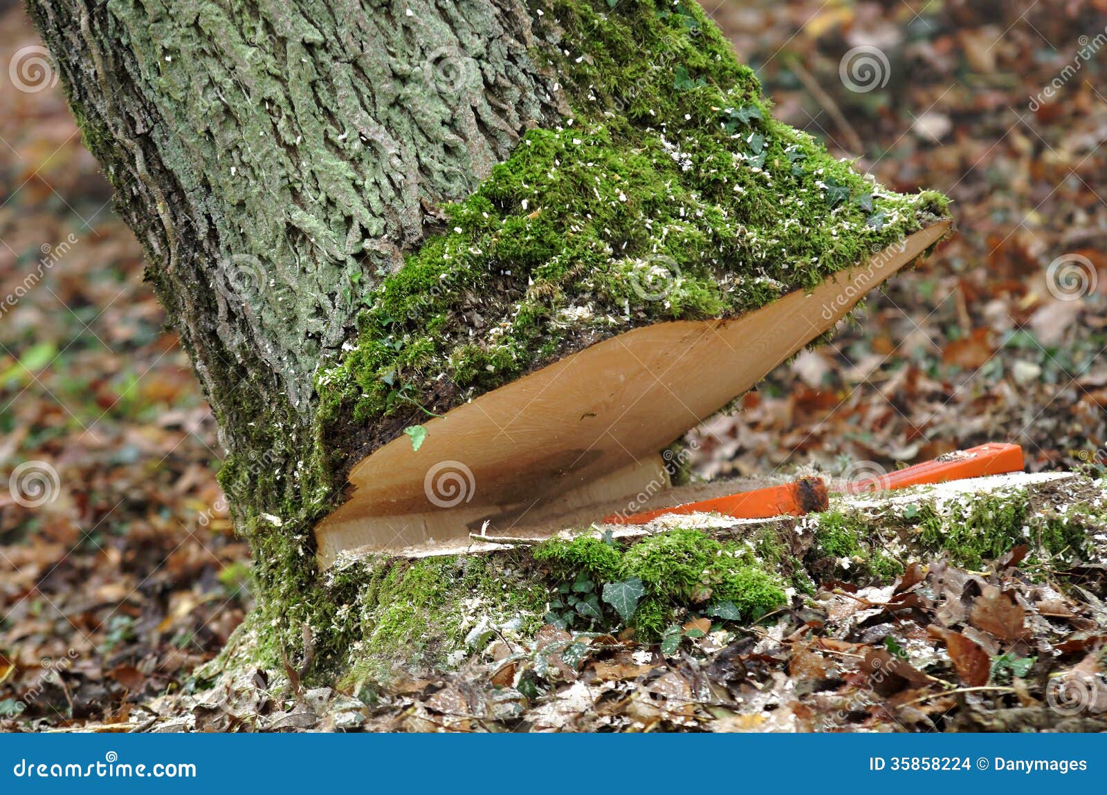 Wood stock photo. Image of tree, lumber, industry, forest - 35858224