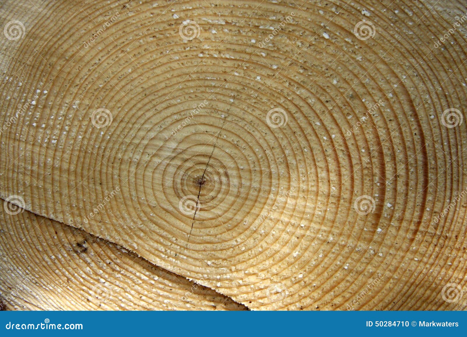 Wood from a tree. stock photo. Image of organic, industry - 50284710