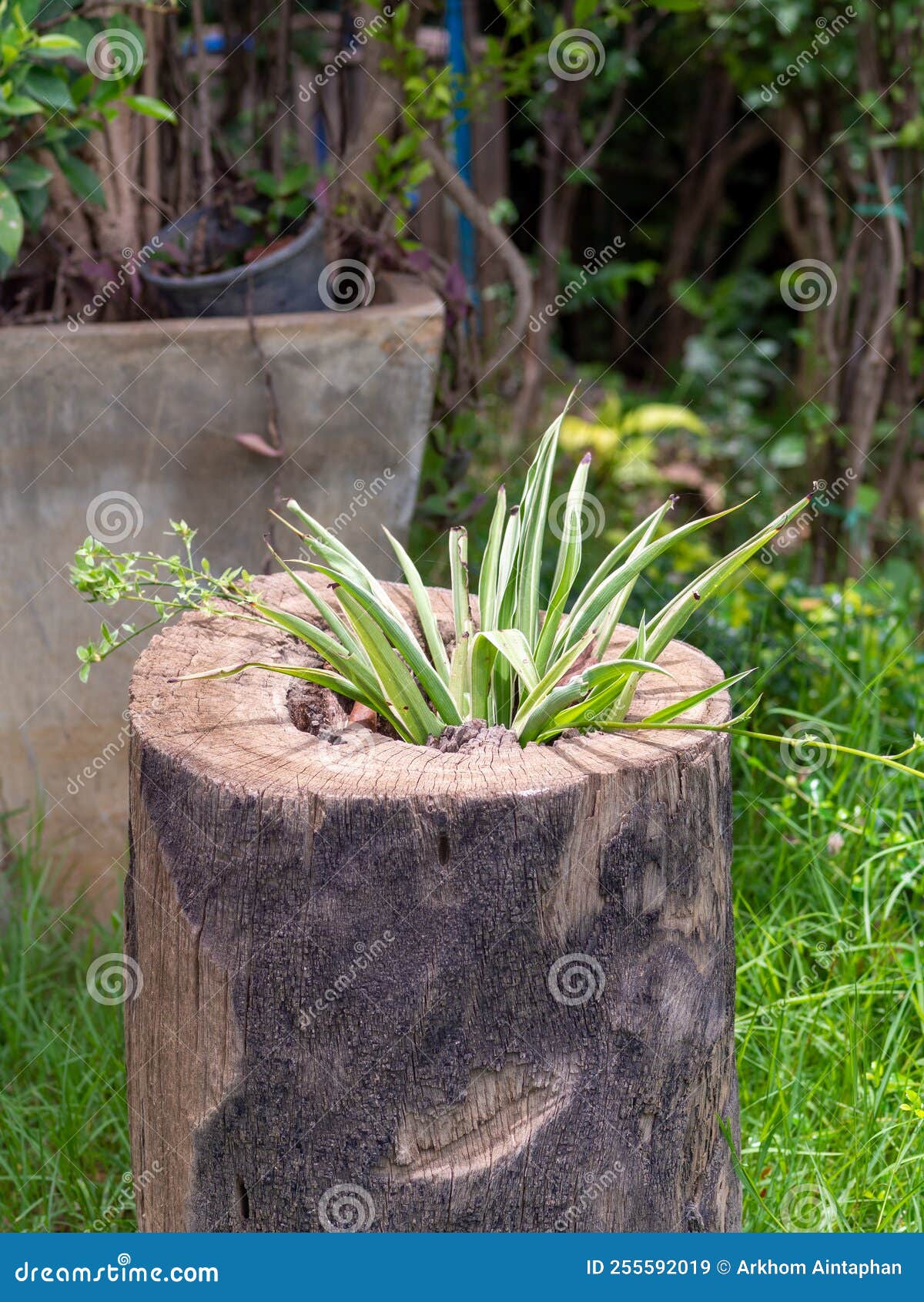 Wood and tree on garden. stock image. Image of future - 255592019