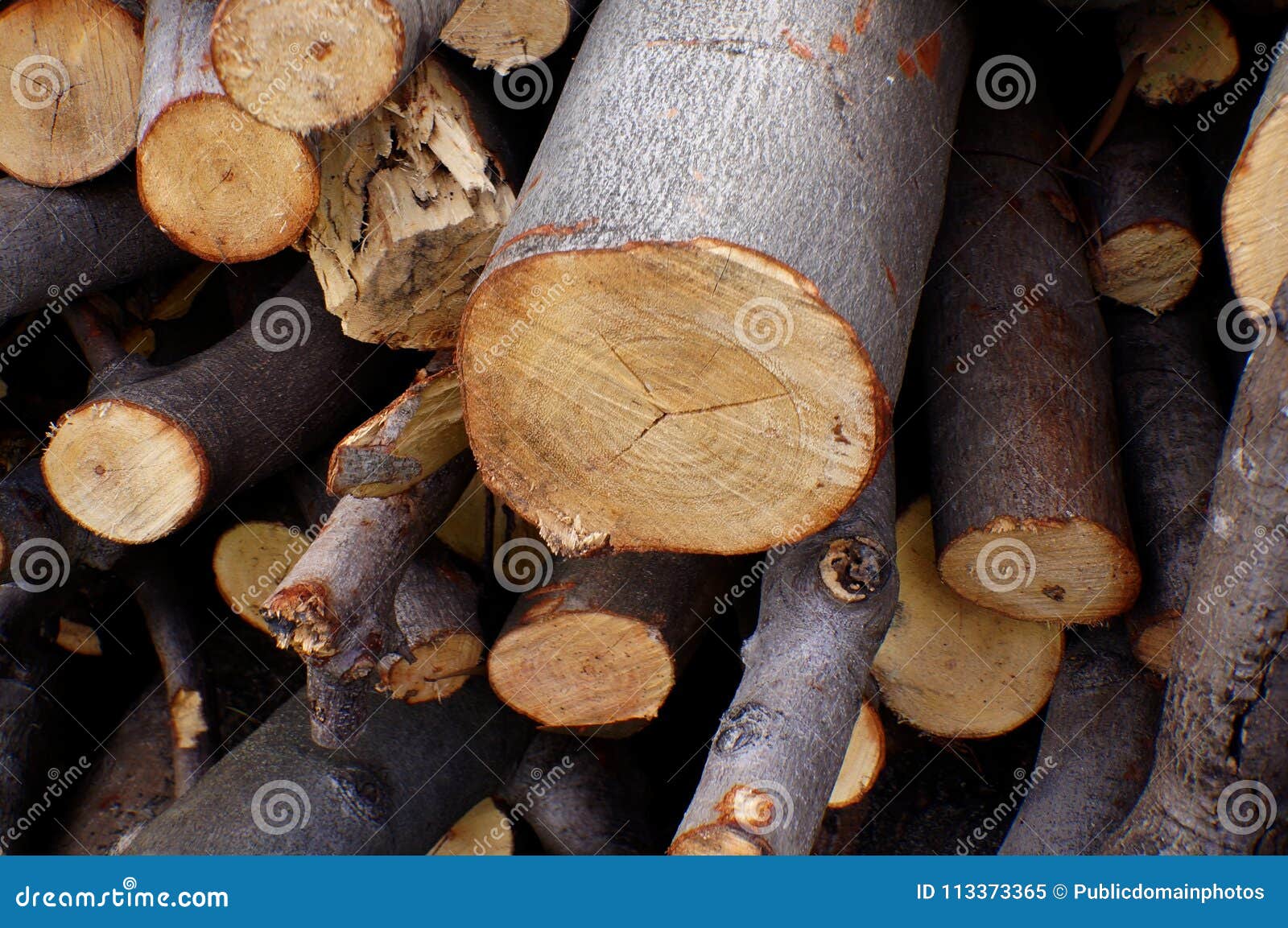 Wood, Tree, Lumber Picture. Image: 113373365