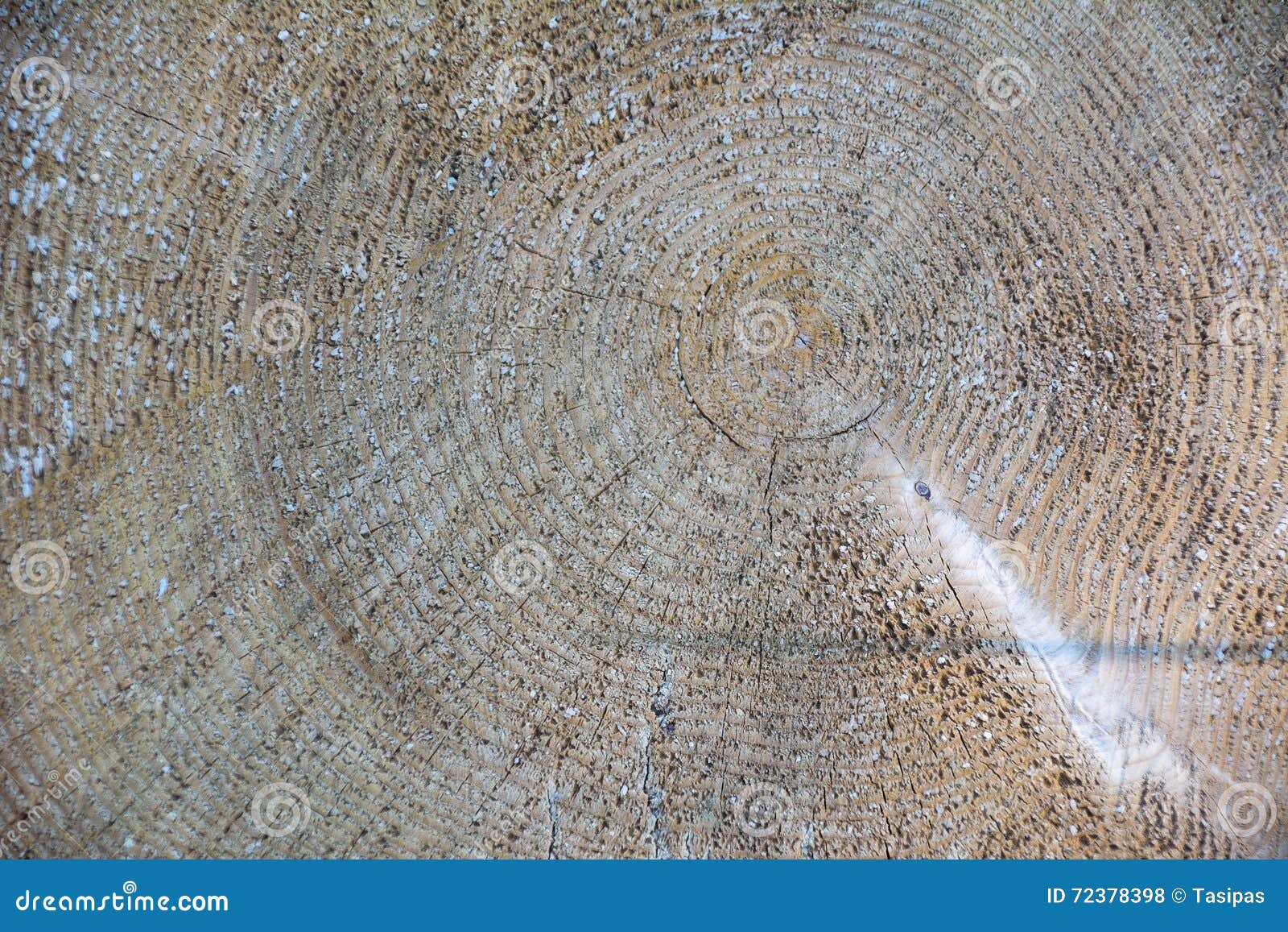 Wood tree lumber texture stock photo. Image of brown - 72378398