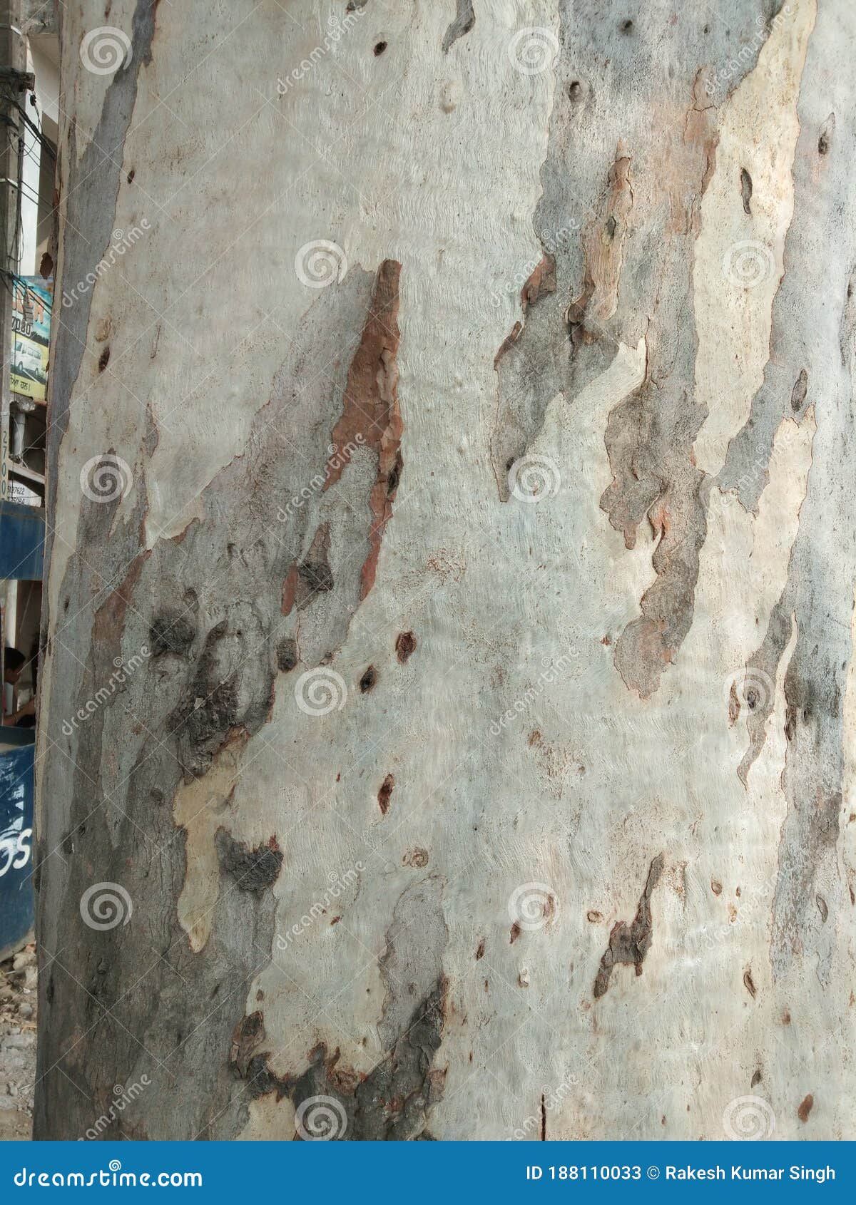 Wood Tree Natural Texture in World Stock Image - Image of heart ...