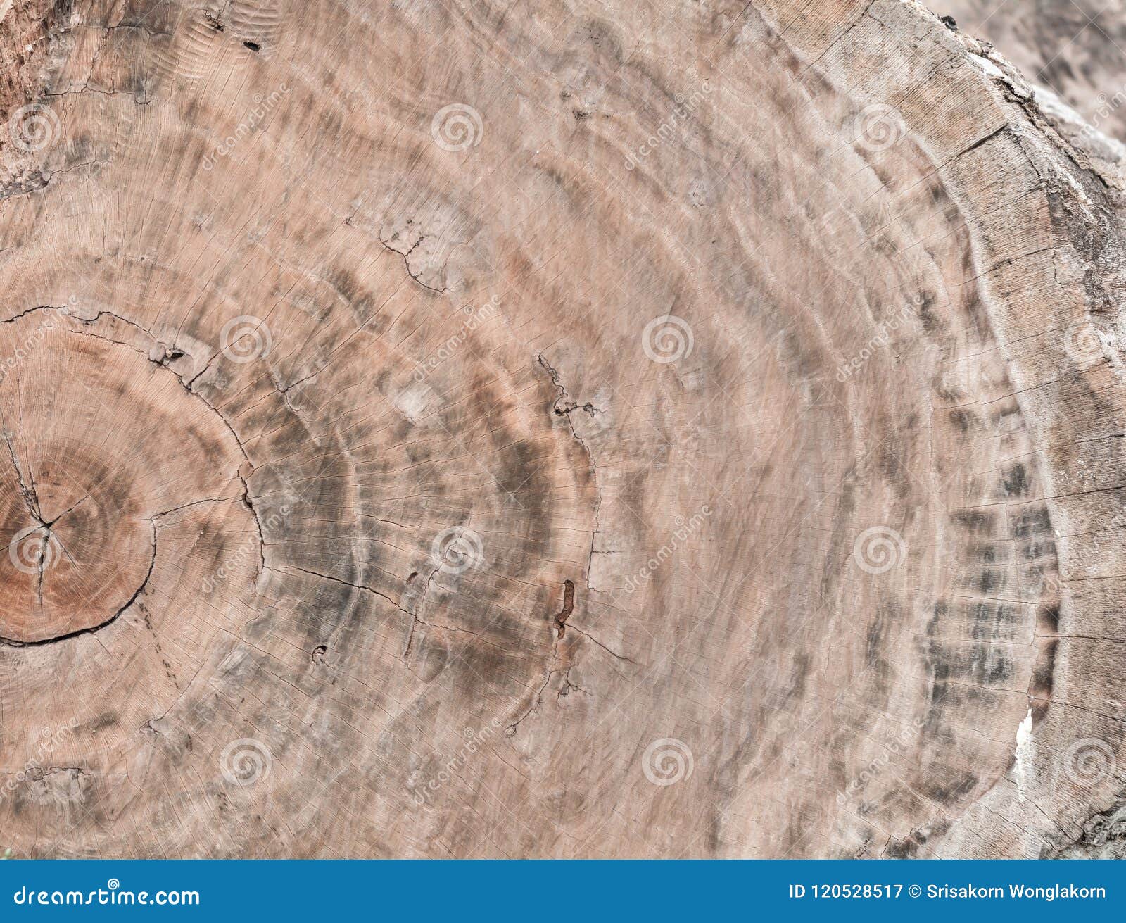Wood Tree pattern stock image. Image of line, trunk - 120528517