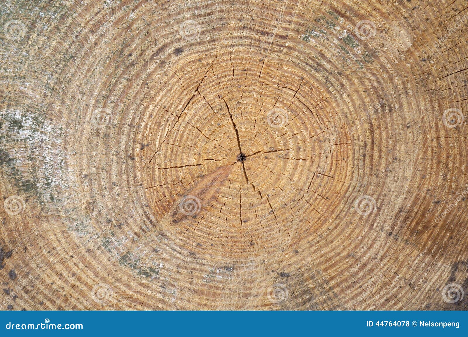 Wood tree rings stock photo. Image of slice, annual, brown - 44764078