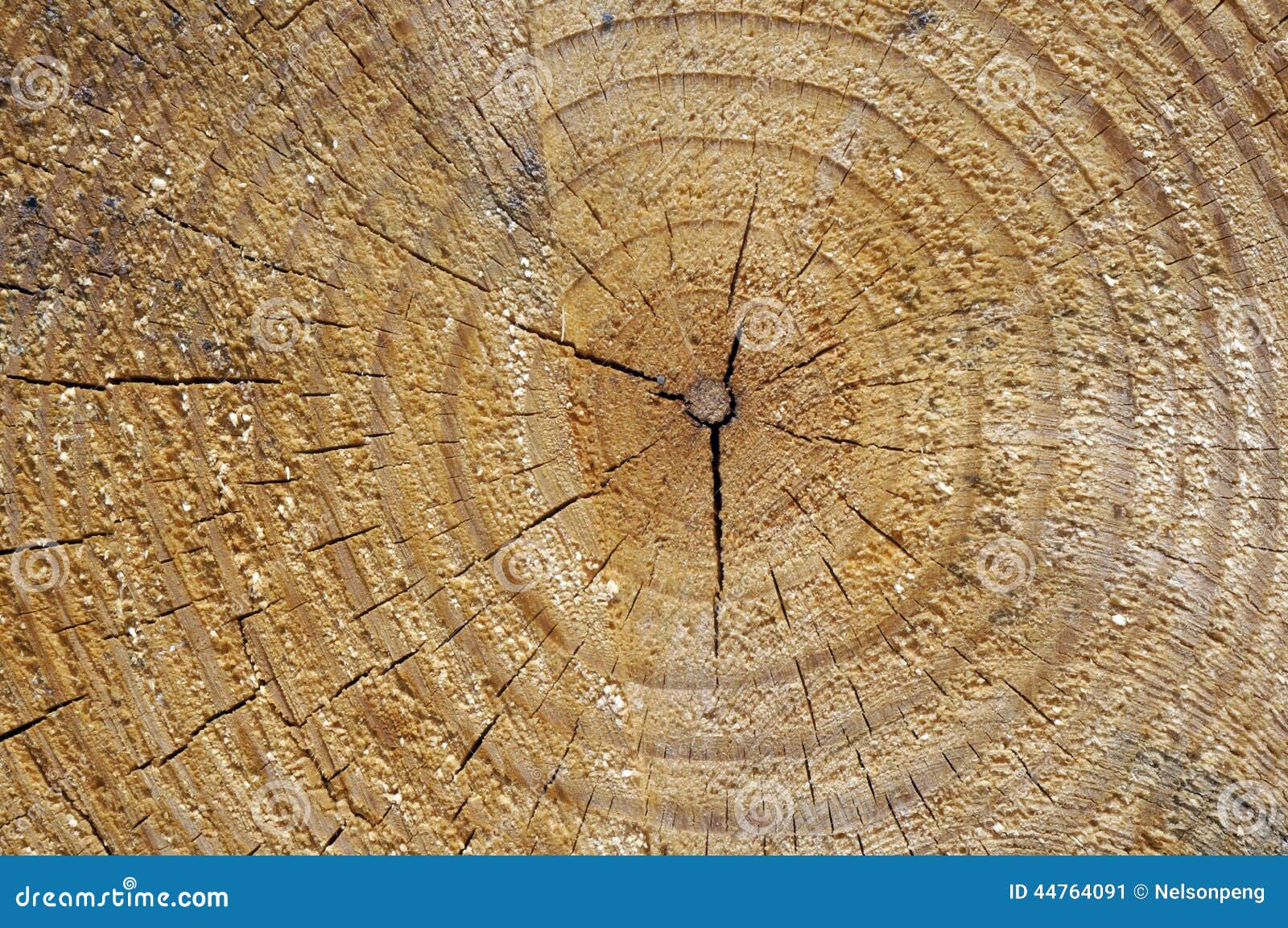 Wood tree rings stock image. Image of lumberjack, gold - 44764091