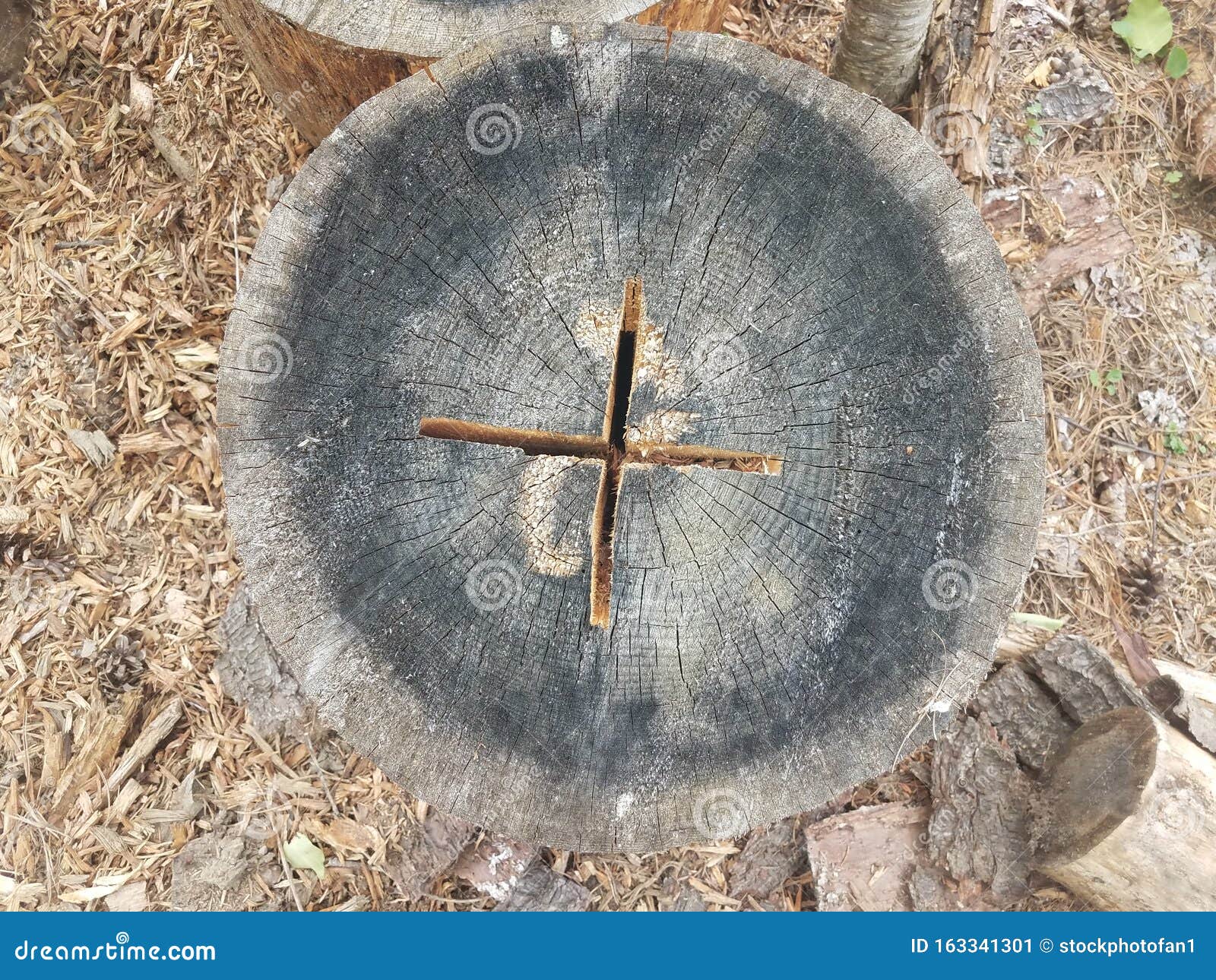 Wood Tree Stump with Cross or Plus Cut into it Stock Image - Image of ...