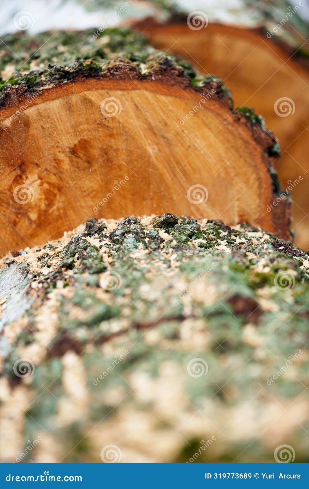 Wood, Tree Stump and Ring with Texture in Nature for Fuel, Heat and ...