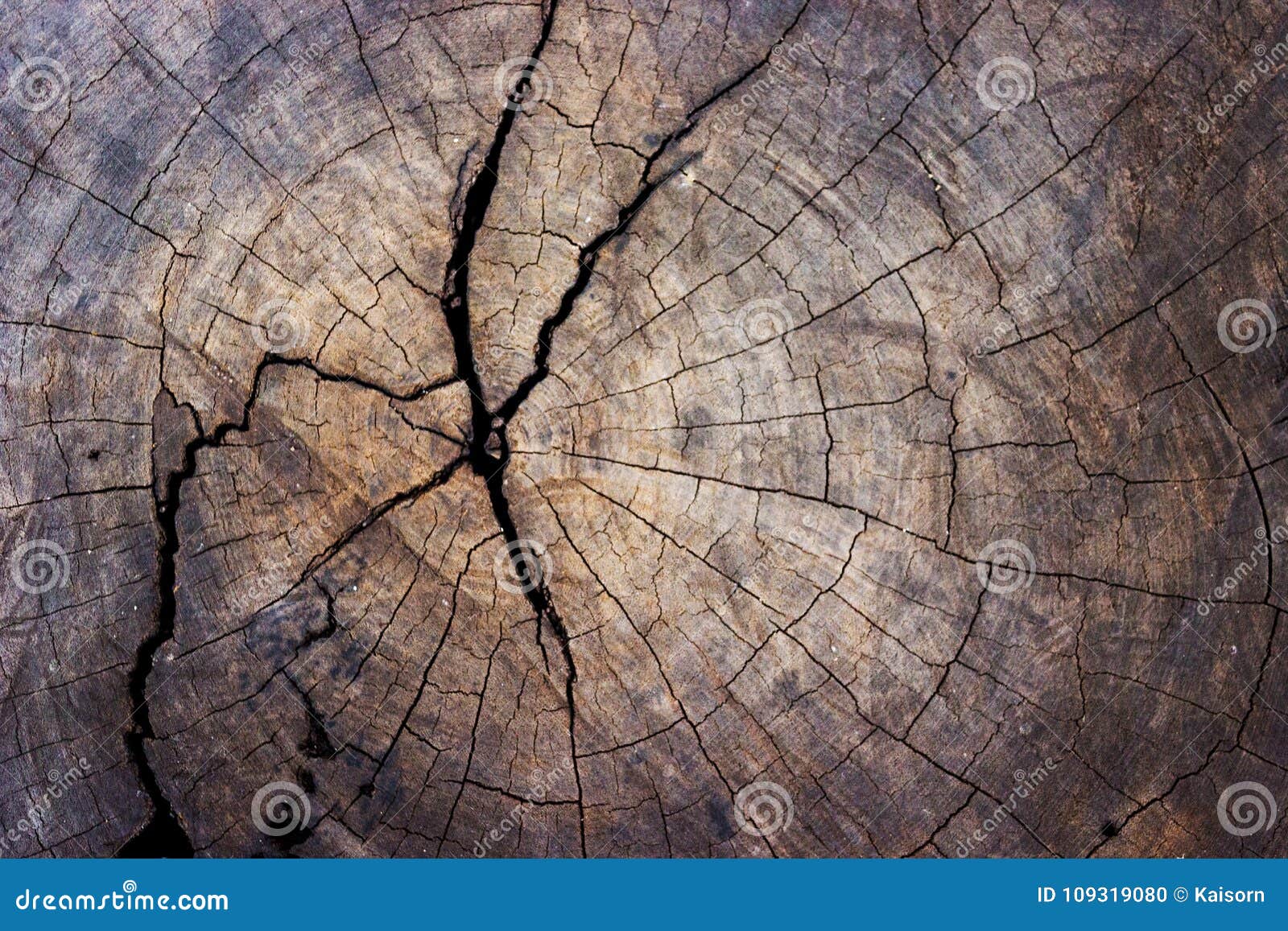 Wood Tree Stump Texture Background Stock Photo - Image of background ...