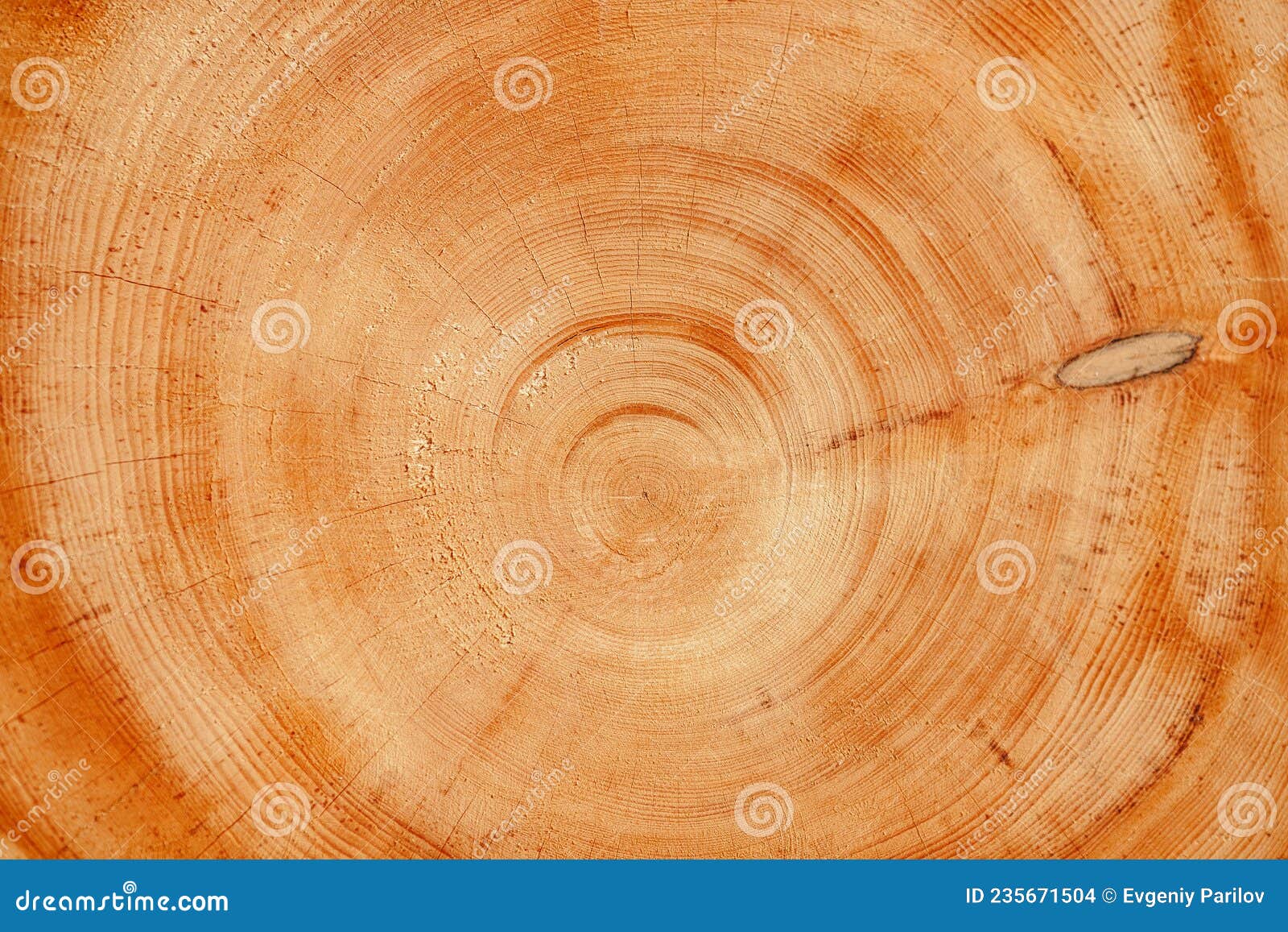 Wood Tree Texture of Log, Annual Rings on Cut Stock Photo - Image of ...