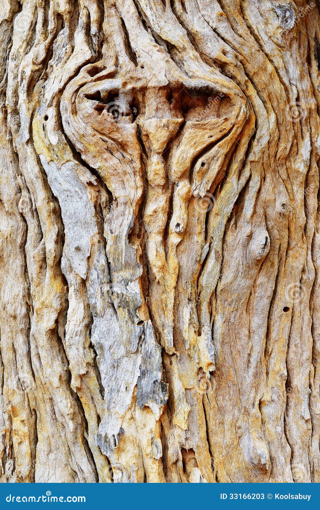 Wood Tree Texture stock image. Image of life, stump, slice - 33166203