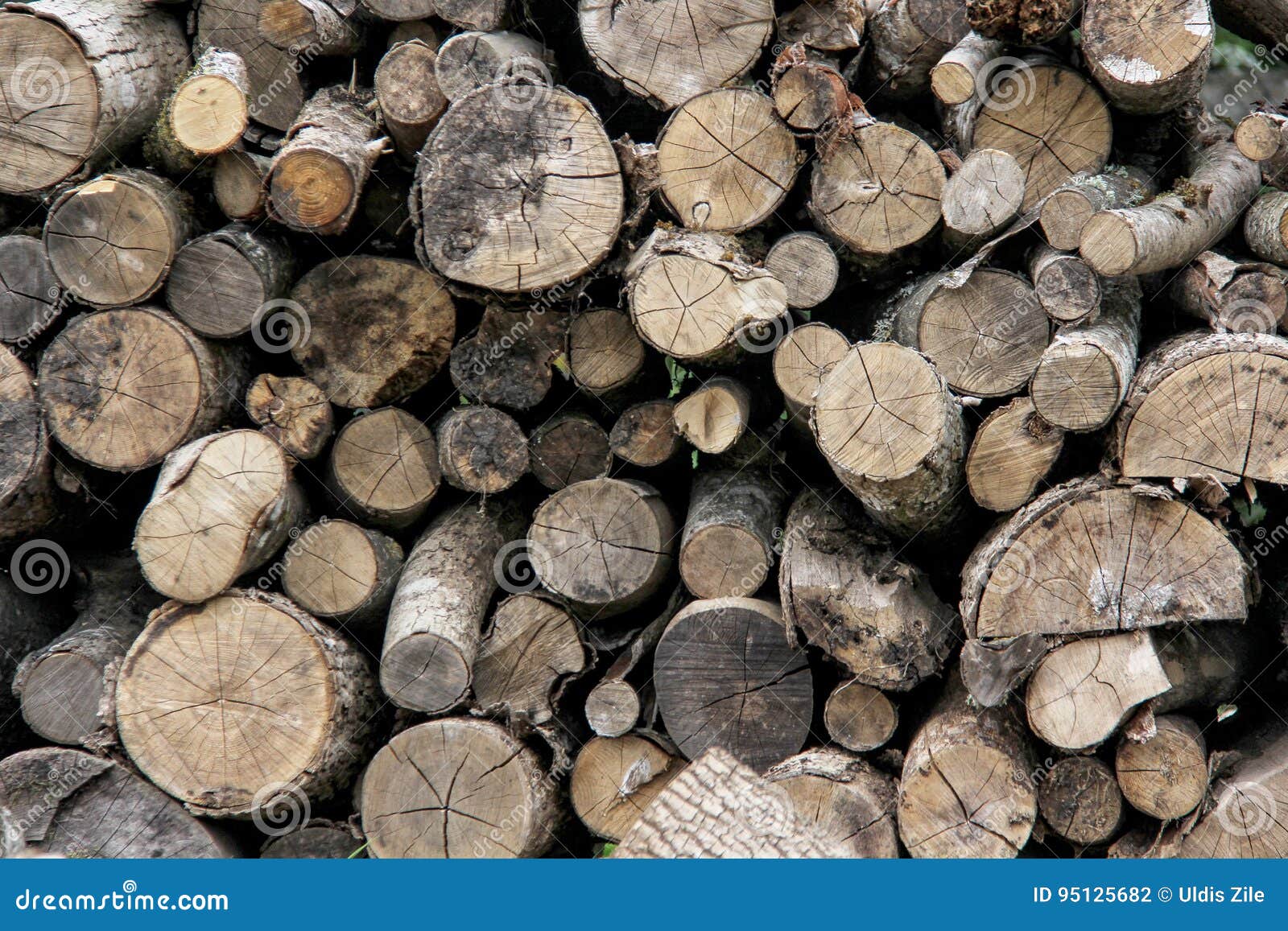 Wood tree texture stock photo. Image of forest, wooden - 95125682