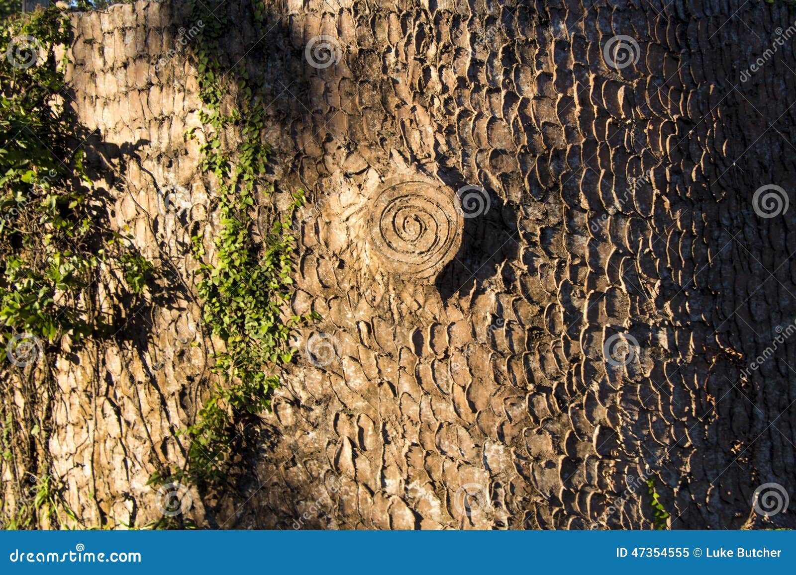Wood Tree Texture stock image. Image of texture, house - 47354555