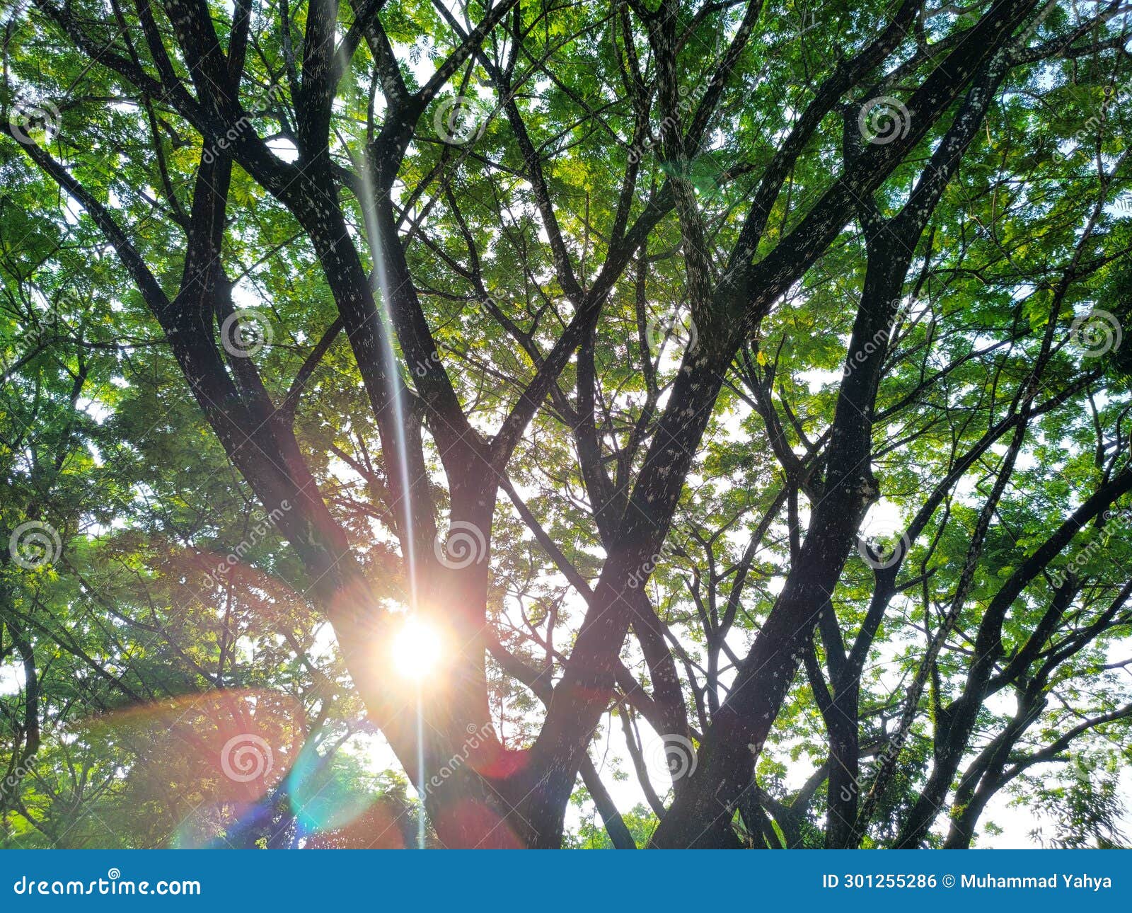 A Wood Tree with Thick, Branching Branches Stock Photo - Image of land ...