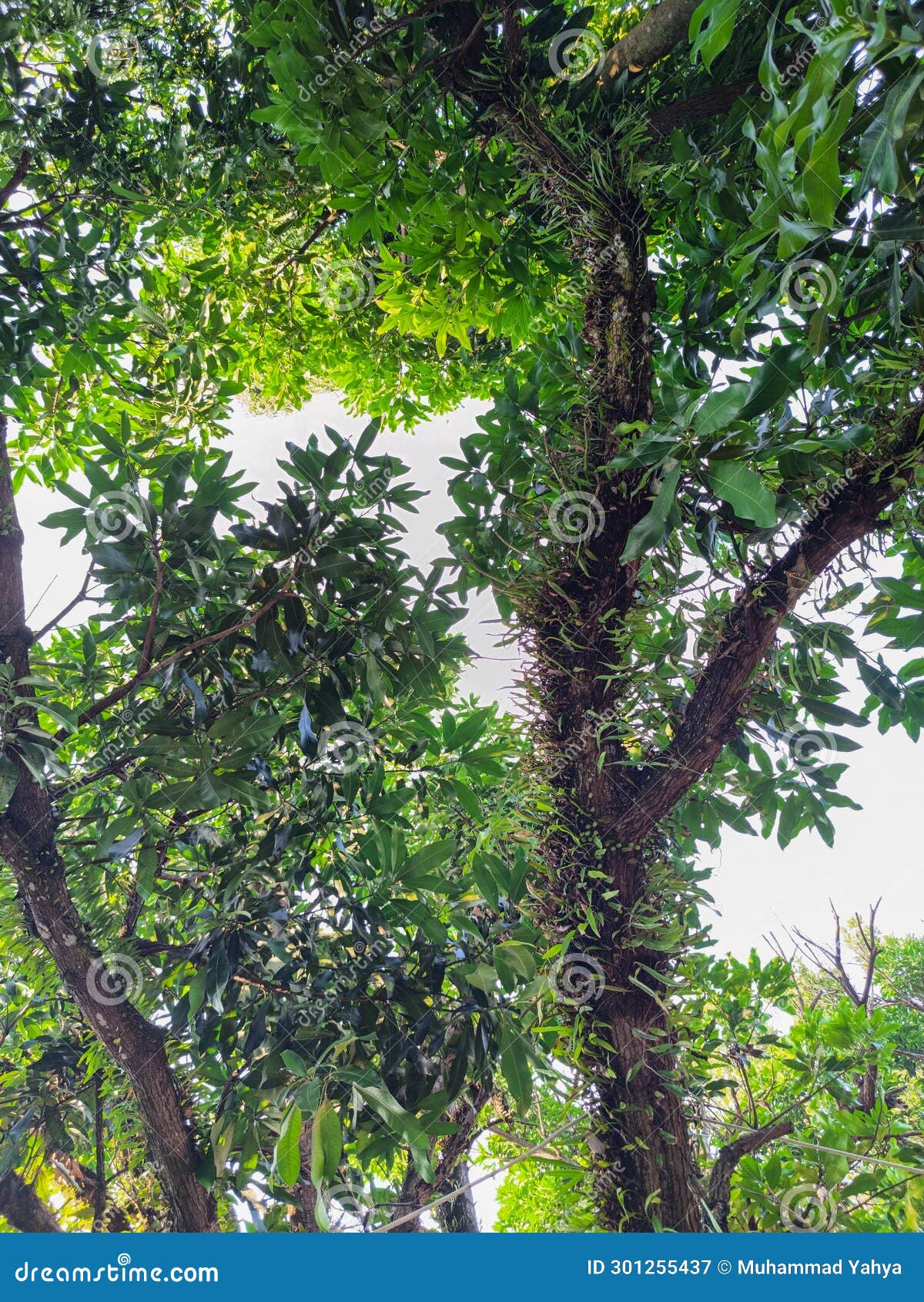 A Wood Tree with Thick, Branching Branches Stock Image - Image of green ...