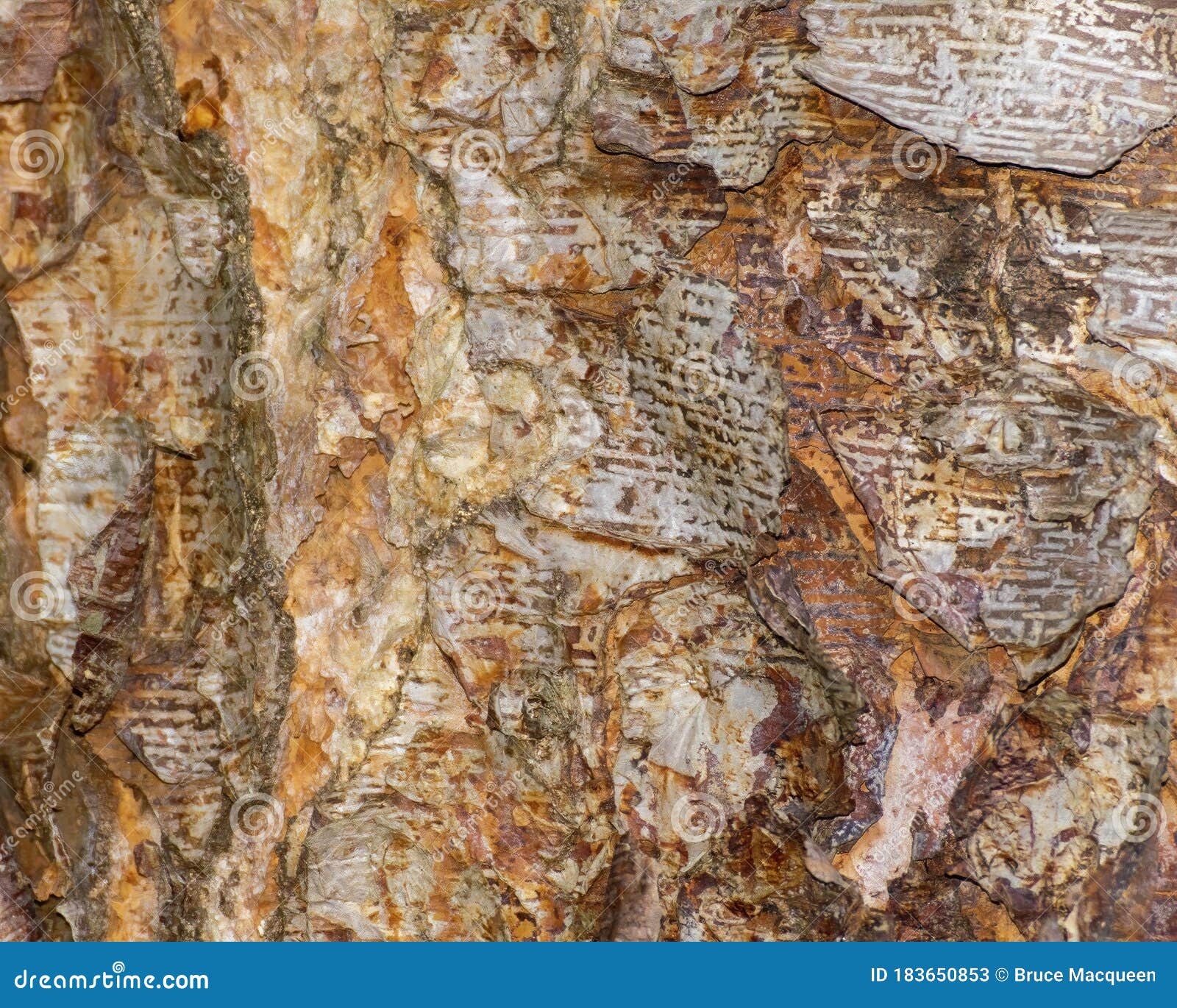 Wood Tree Trunk background stock image. Image of textured - 183650853