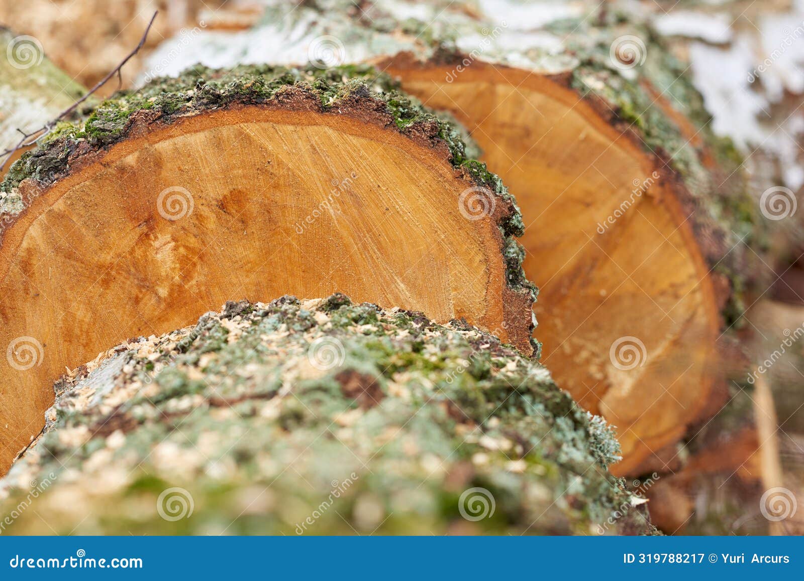 Wood, Tree Trunk and Ring with Texture in Nature for Fuel, Heat and ...