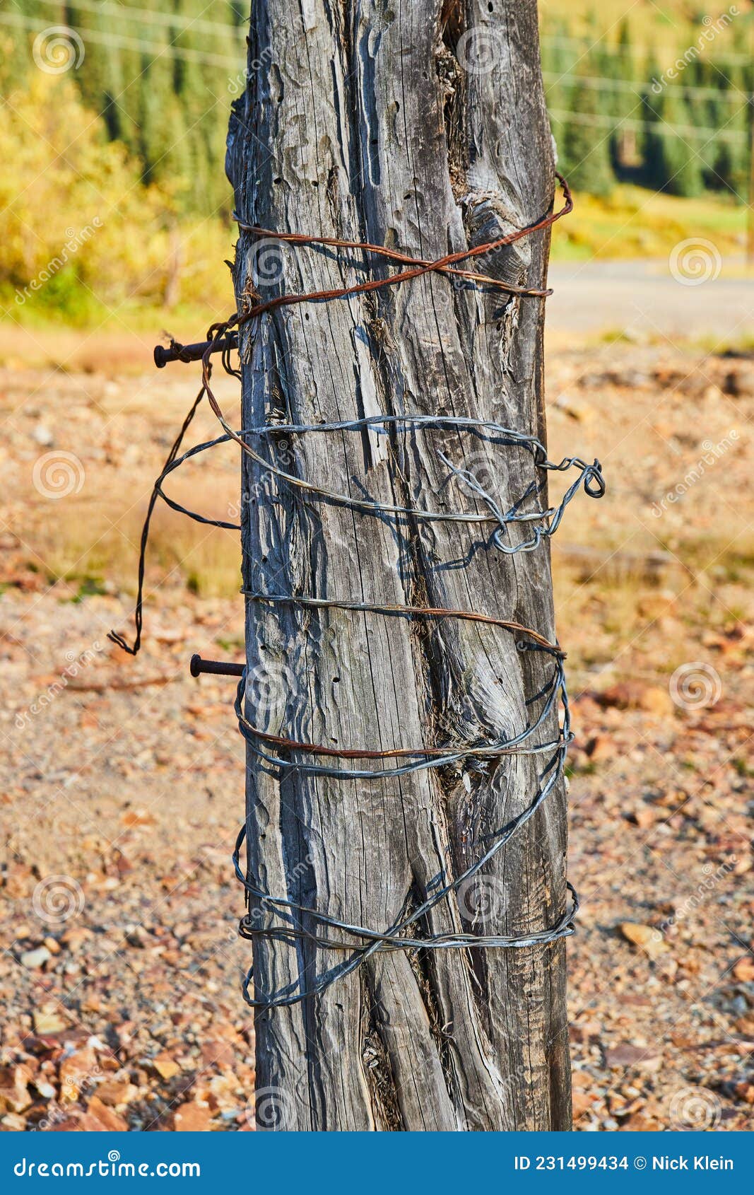 Wood Tree Trunk Wrapped with Metal Wire Against Fall Colors Stock Photo ...