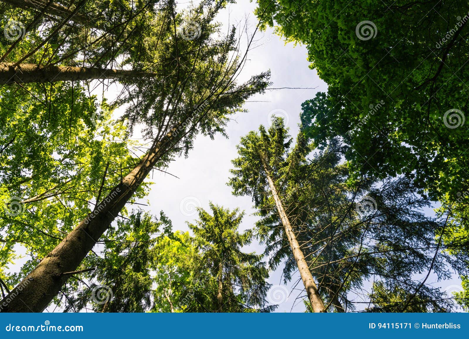 Wood Tree Trunks Dense Sky Daytime Warm Green Inside Forest Green ...